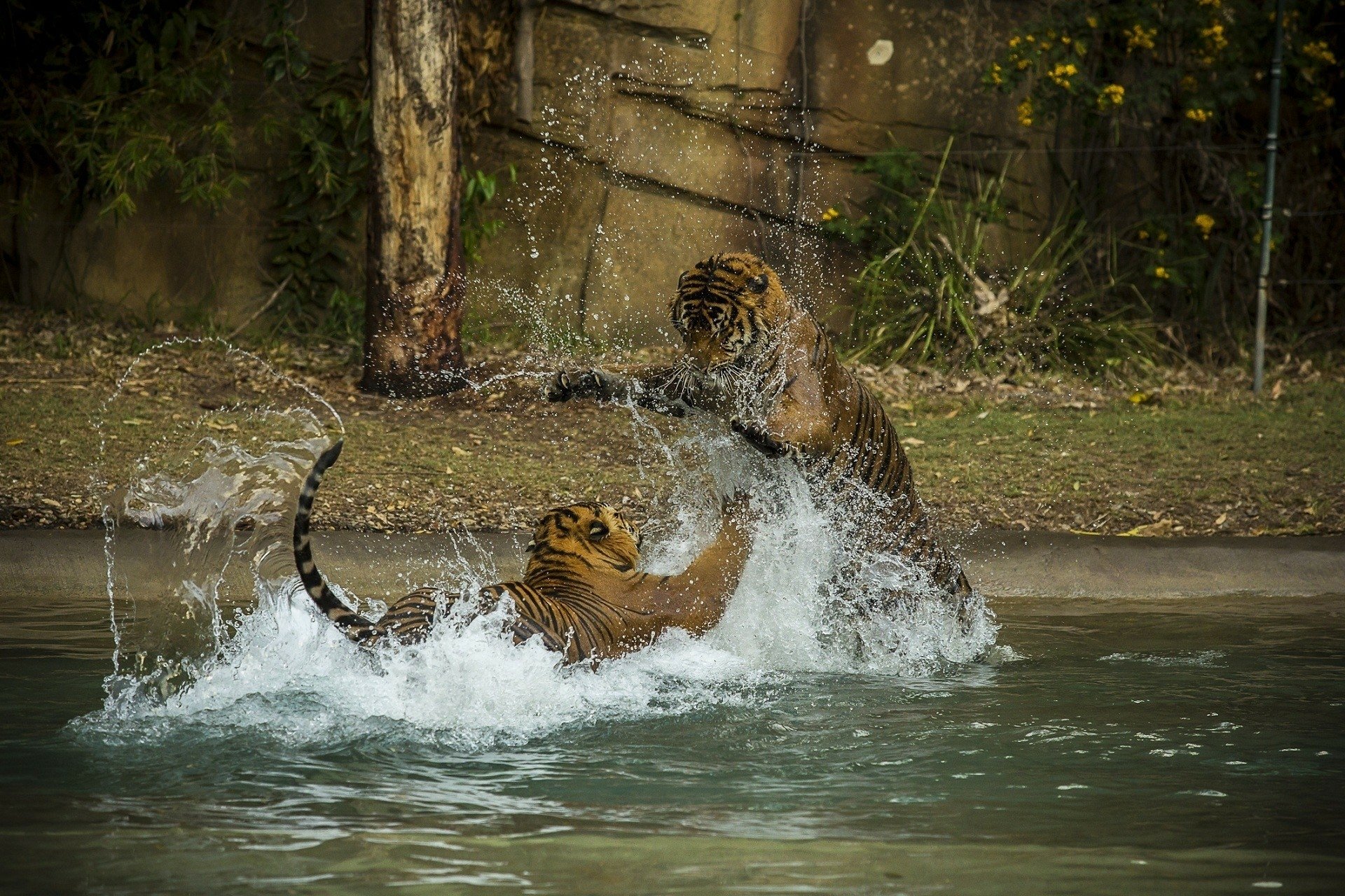 Tiger Clash: Epic Water Fight HD Wallpaper | 1920x1280 | Wallpaper Abyss