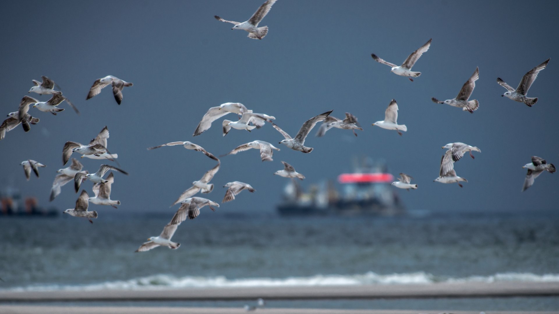 Download Sea Coast Rotterdam Flight Bird Animal Seagull 4k Ultra HD ...