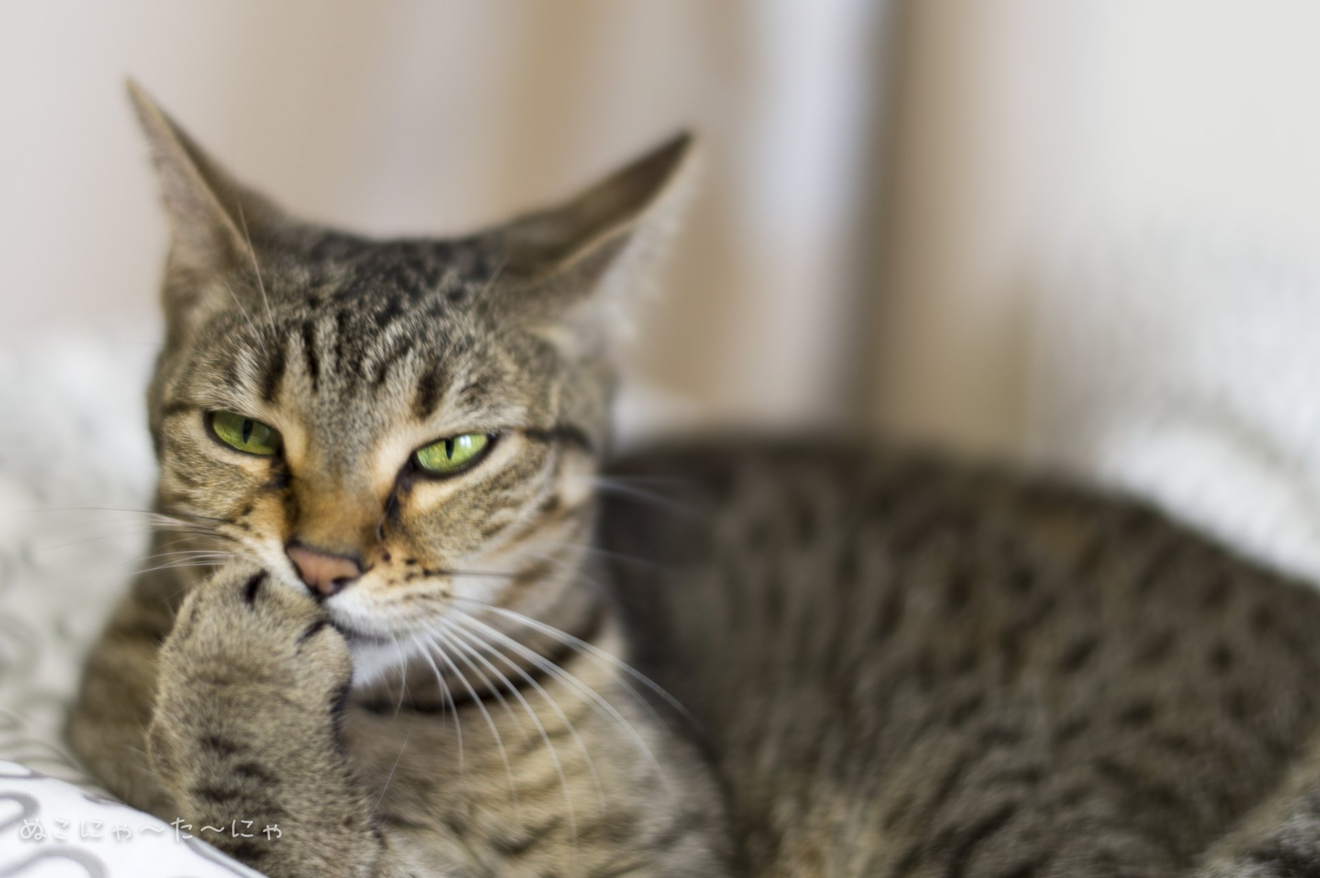 Philosophical Cat: A 4K Ultra HD Exploration