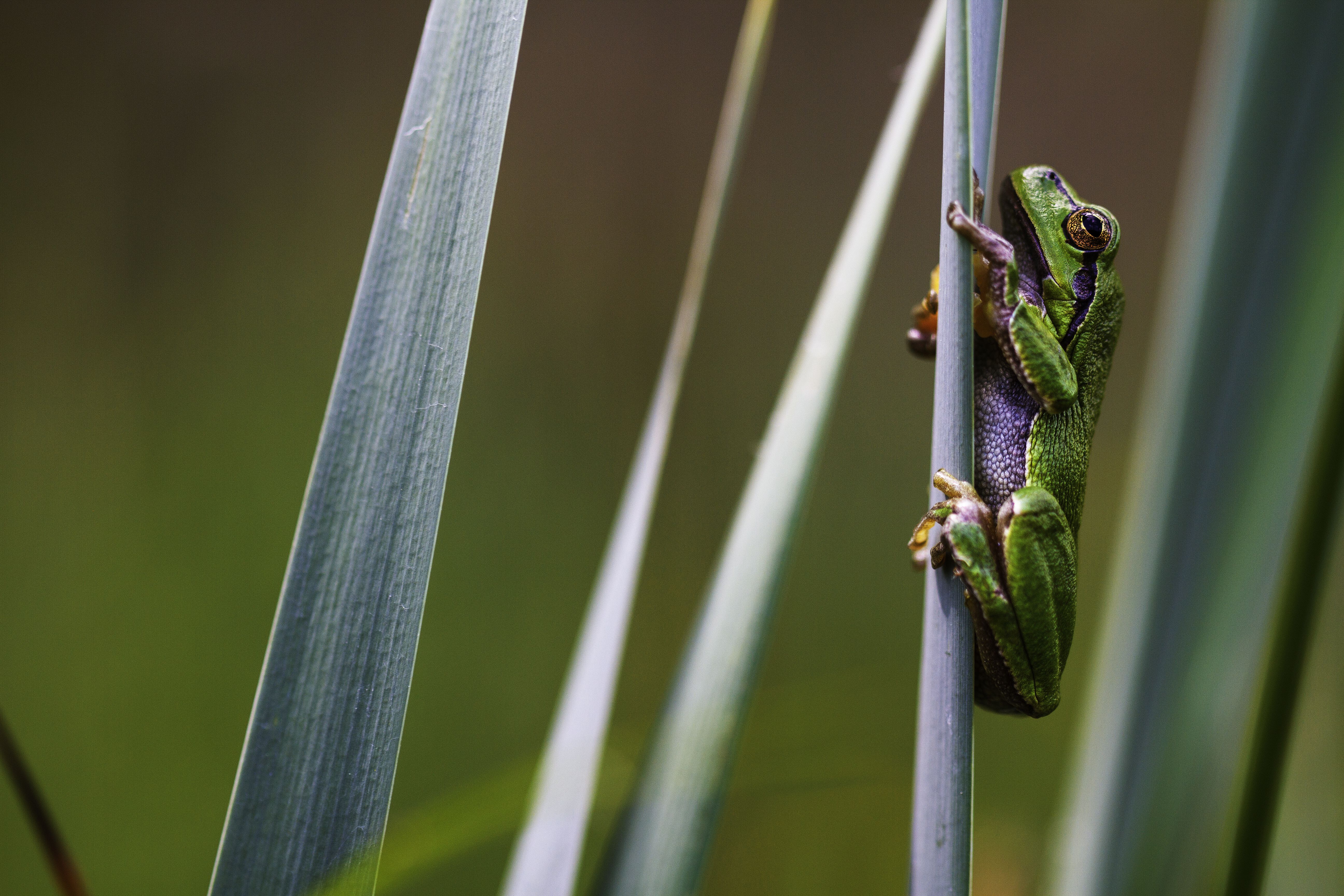 Animal Tree Frog 4k Ultra HD Wallpaper