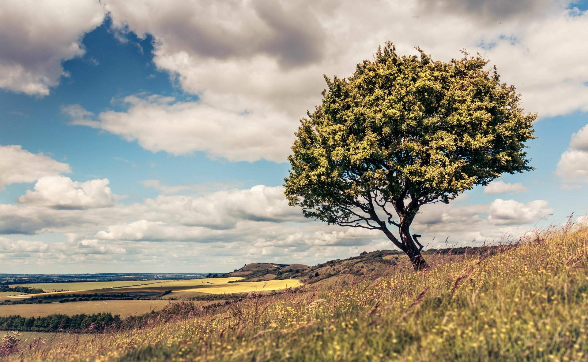 Download Nature Tree 4k Ultra HD Wallpaper