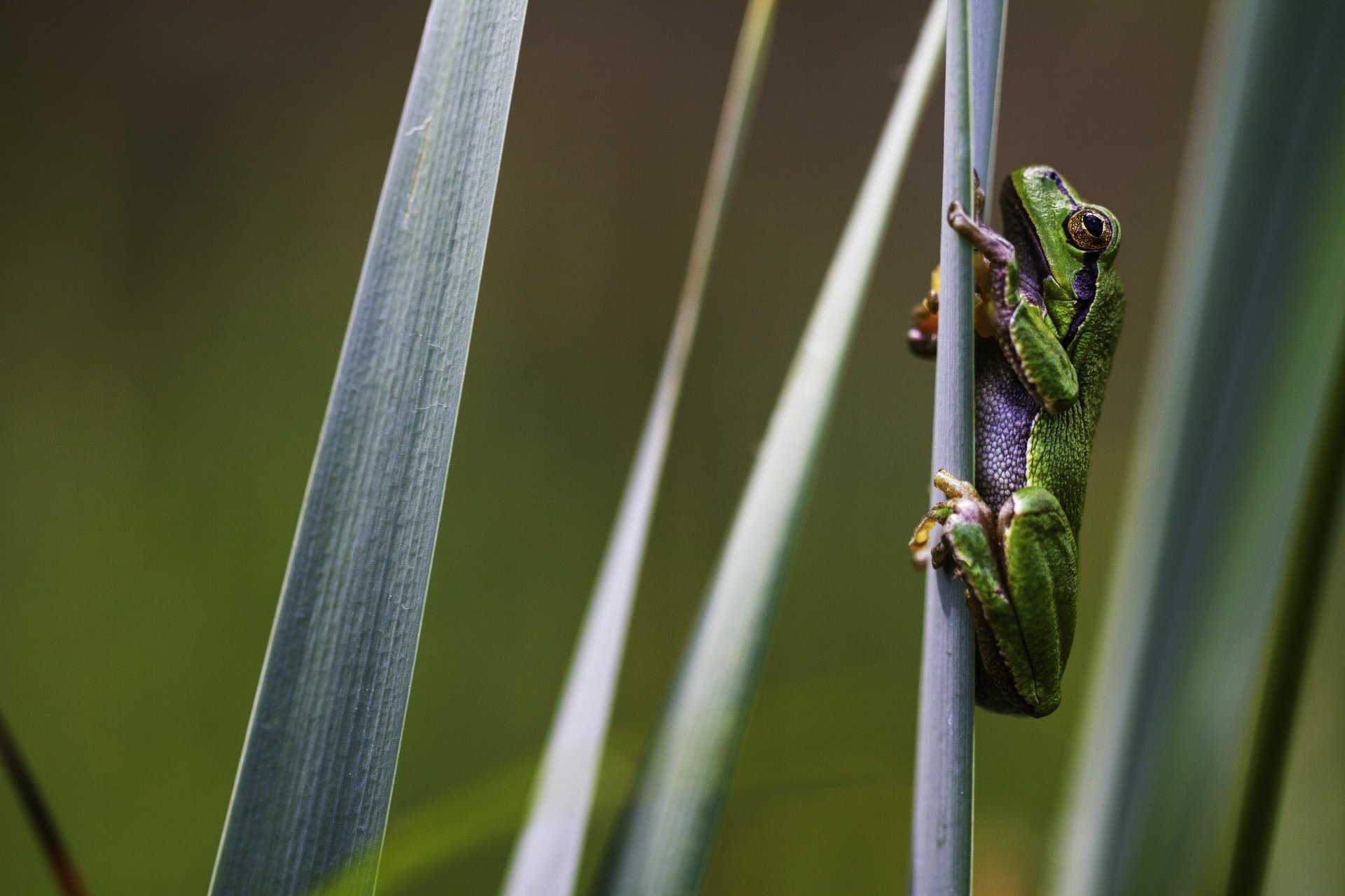 Animal Tree Frog 4k Ultra HD Wallpaper