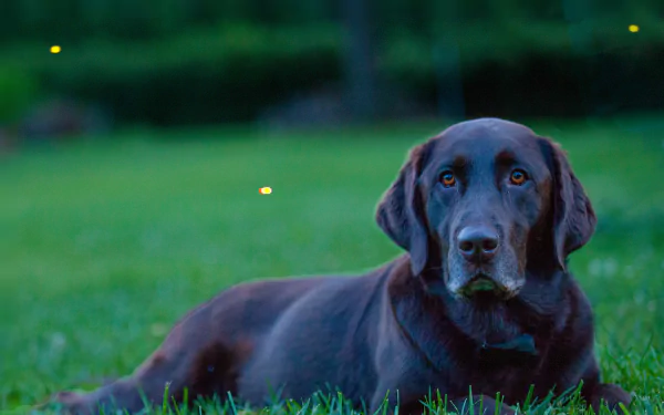 [60+] Labrador Retriever 4k Wallpapers