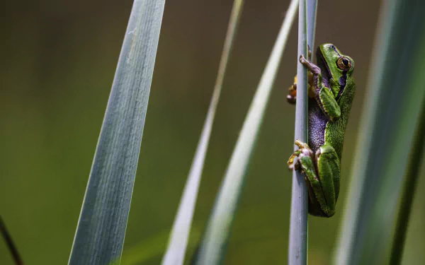 Tree Frog 4k Wallpapers