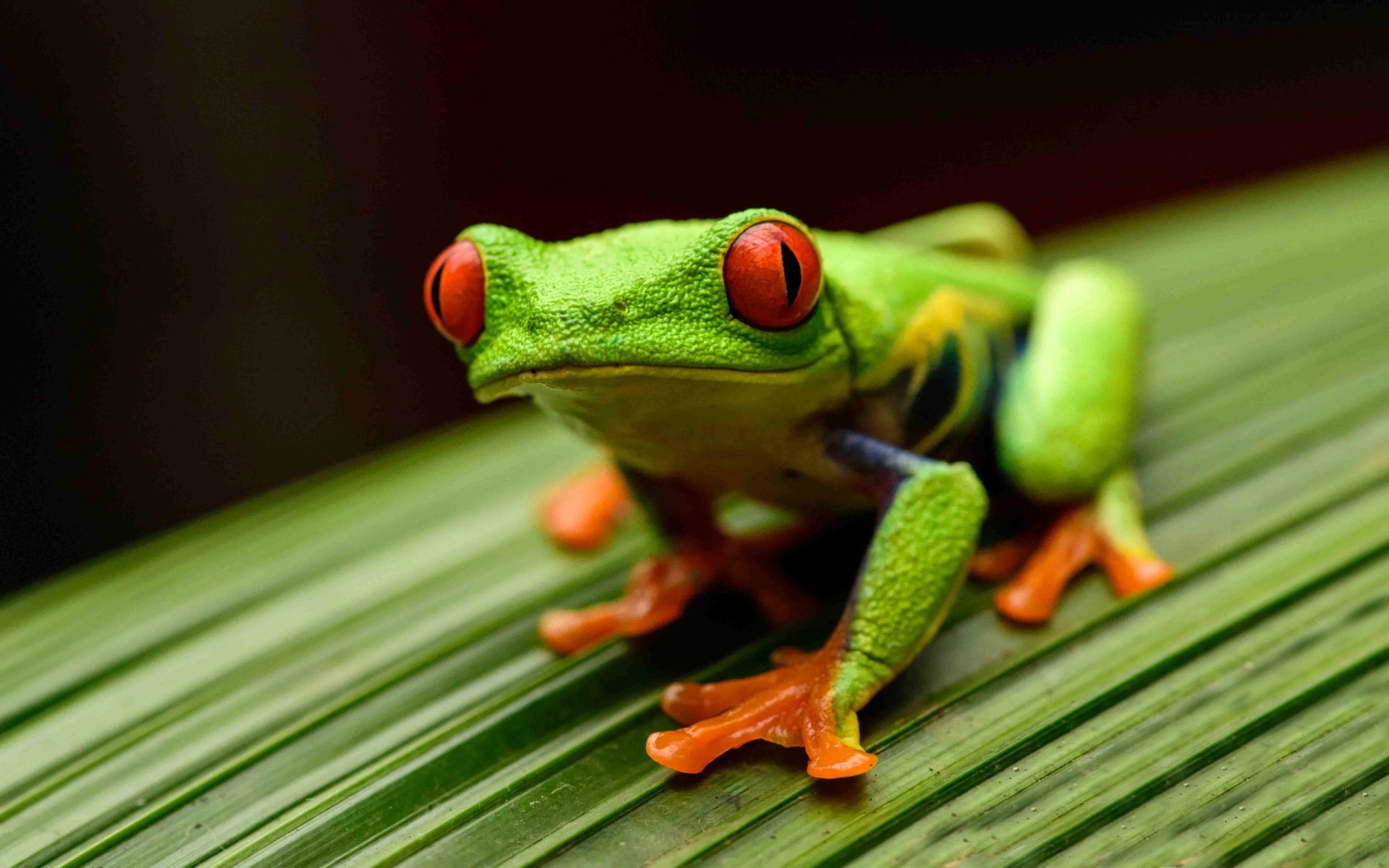 Download Animal Red-eyed Tree Frog HD Wallpaper