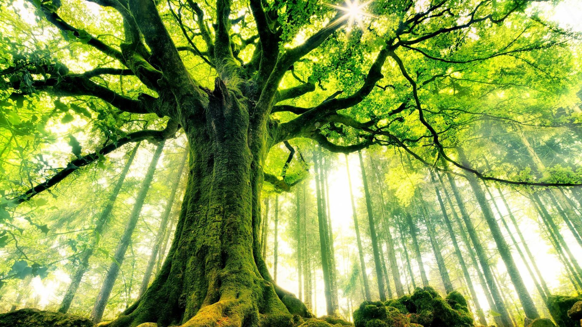 Download Nature Tree HD Wallpaper