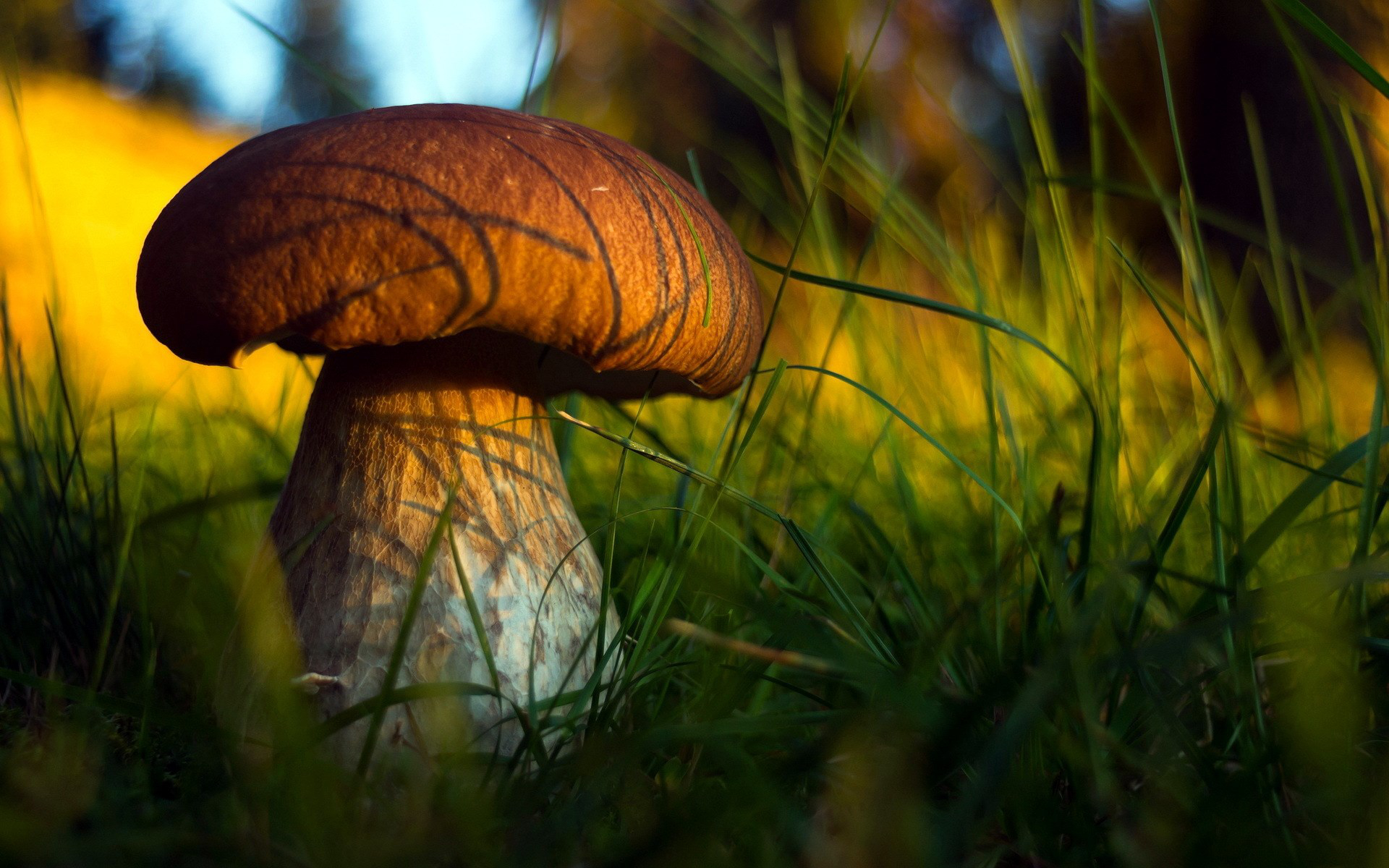 Mushroom Hd Wallpaper Widescreen