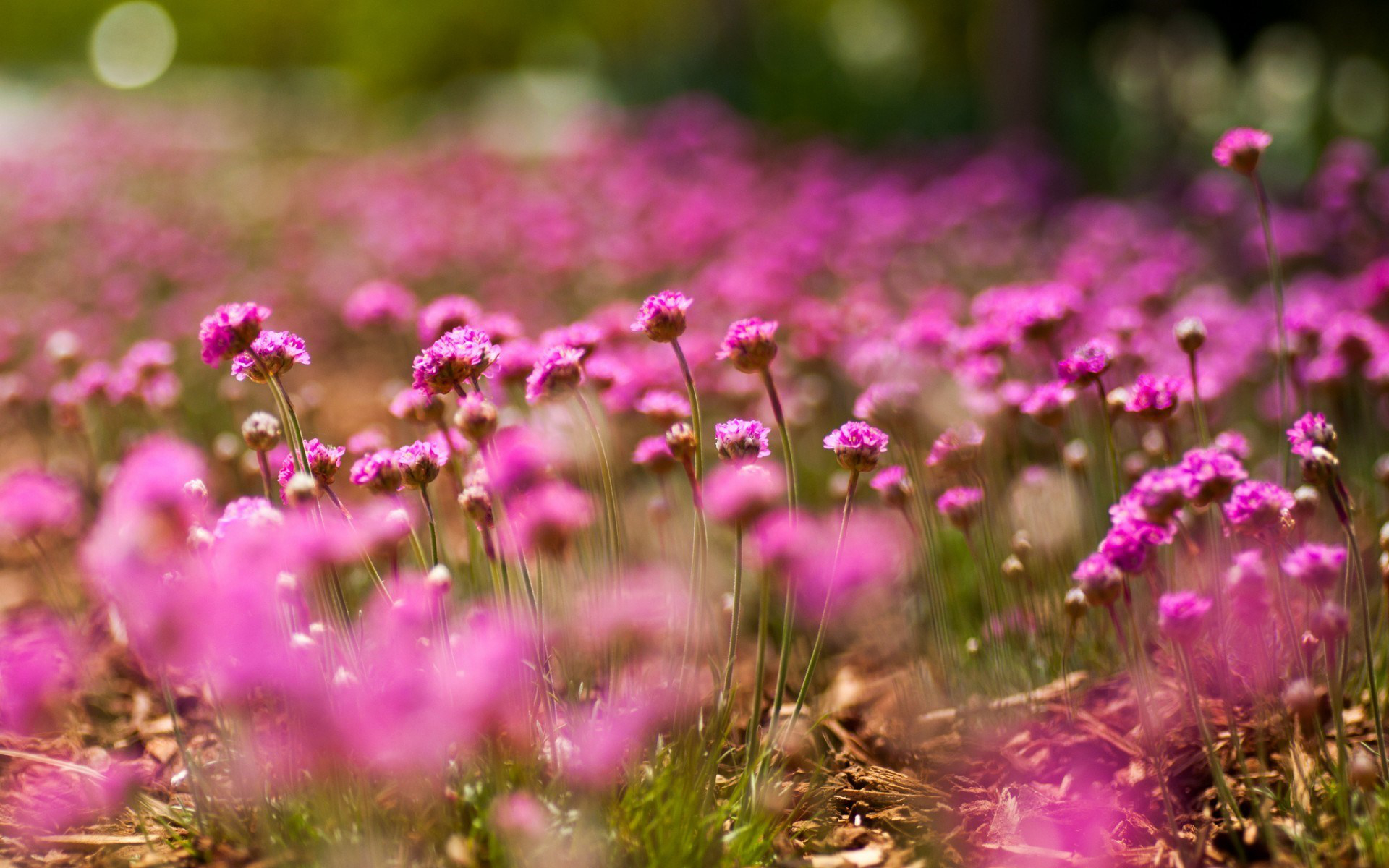 Download Field Pink Flower Nature Flower HD Wallpaper