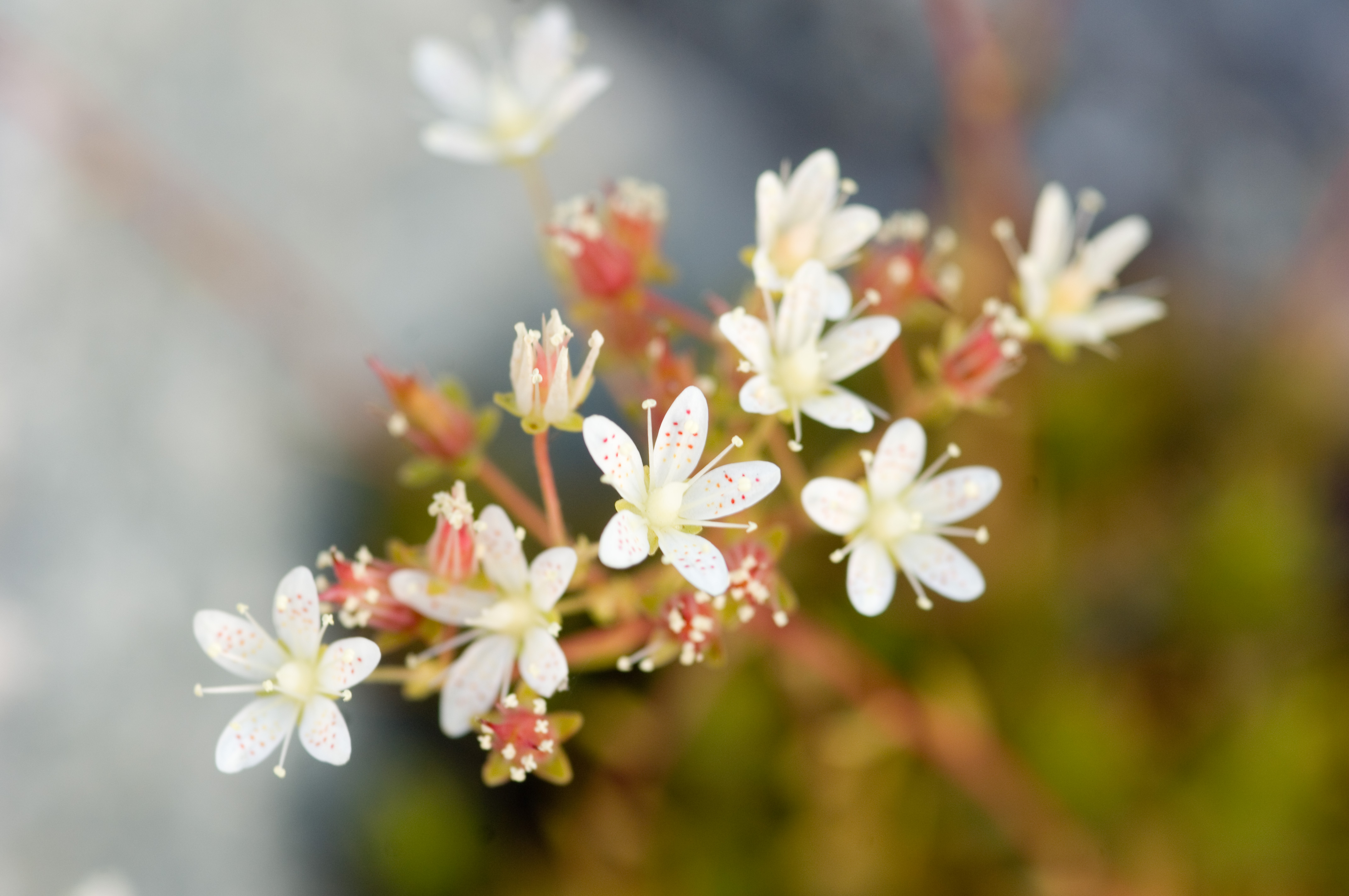 Download Nature Flower 4k Ultra HD Wallpaper