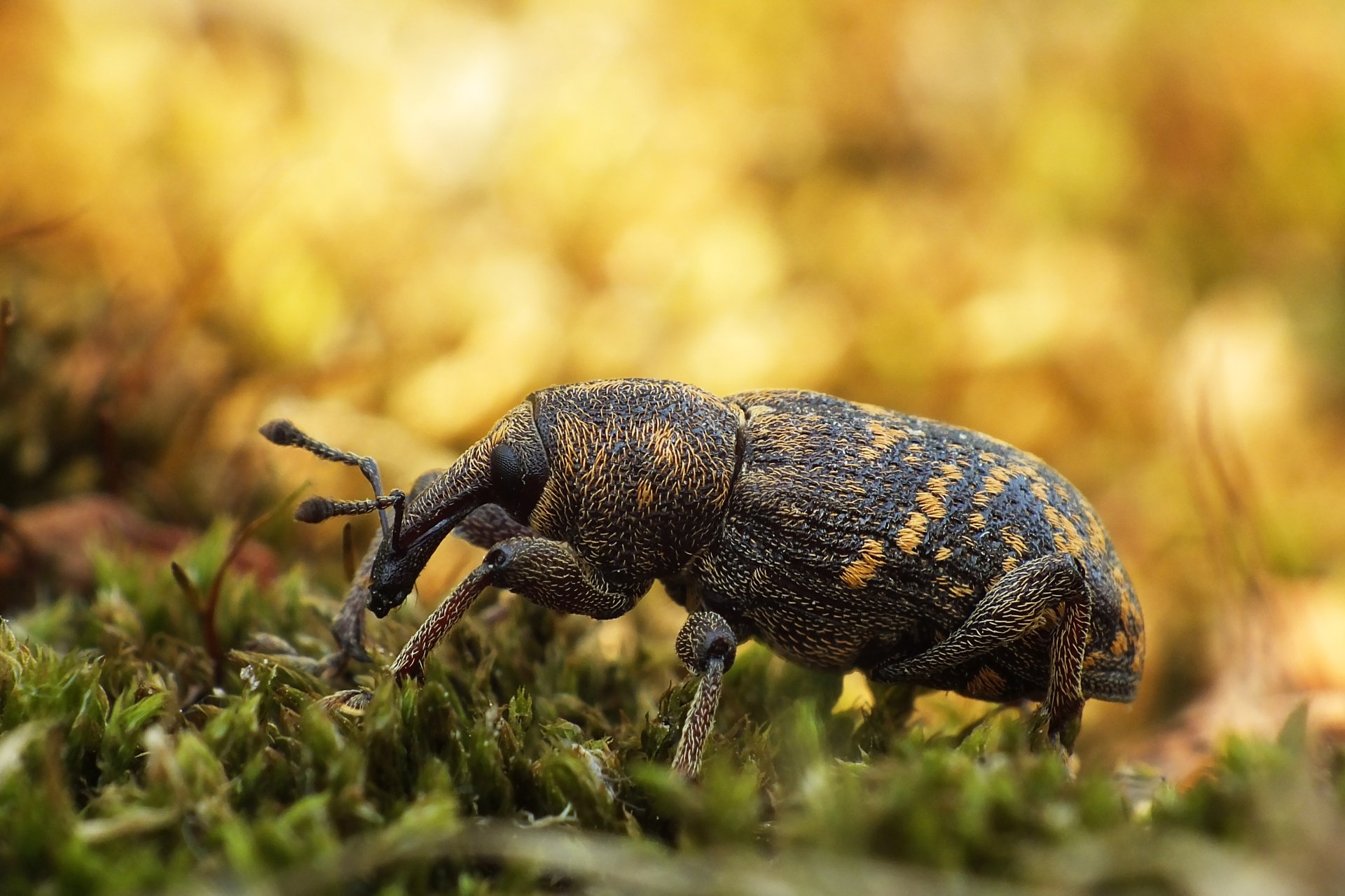 Animal Insect 4k Ultra HD Wallpaper