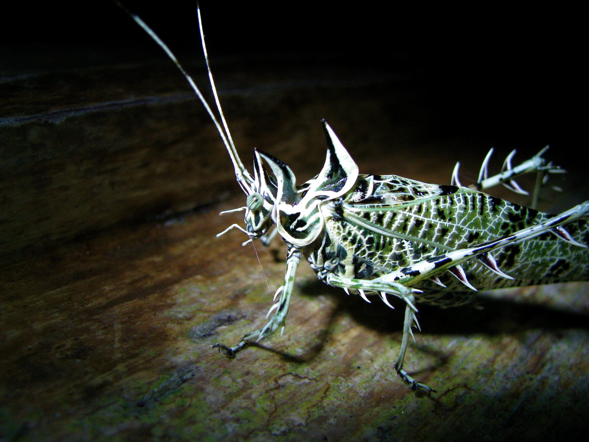 Download Animal Insect HD Wallpaper | 3264x2448 | Wallpaper Abyss