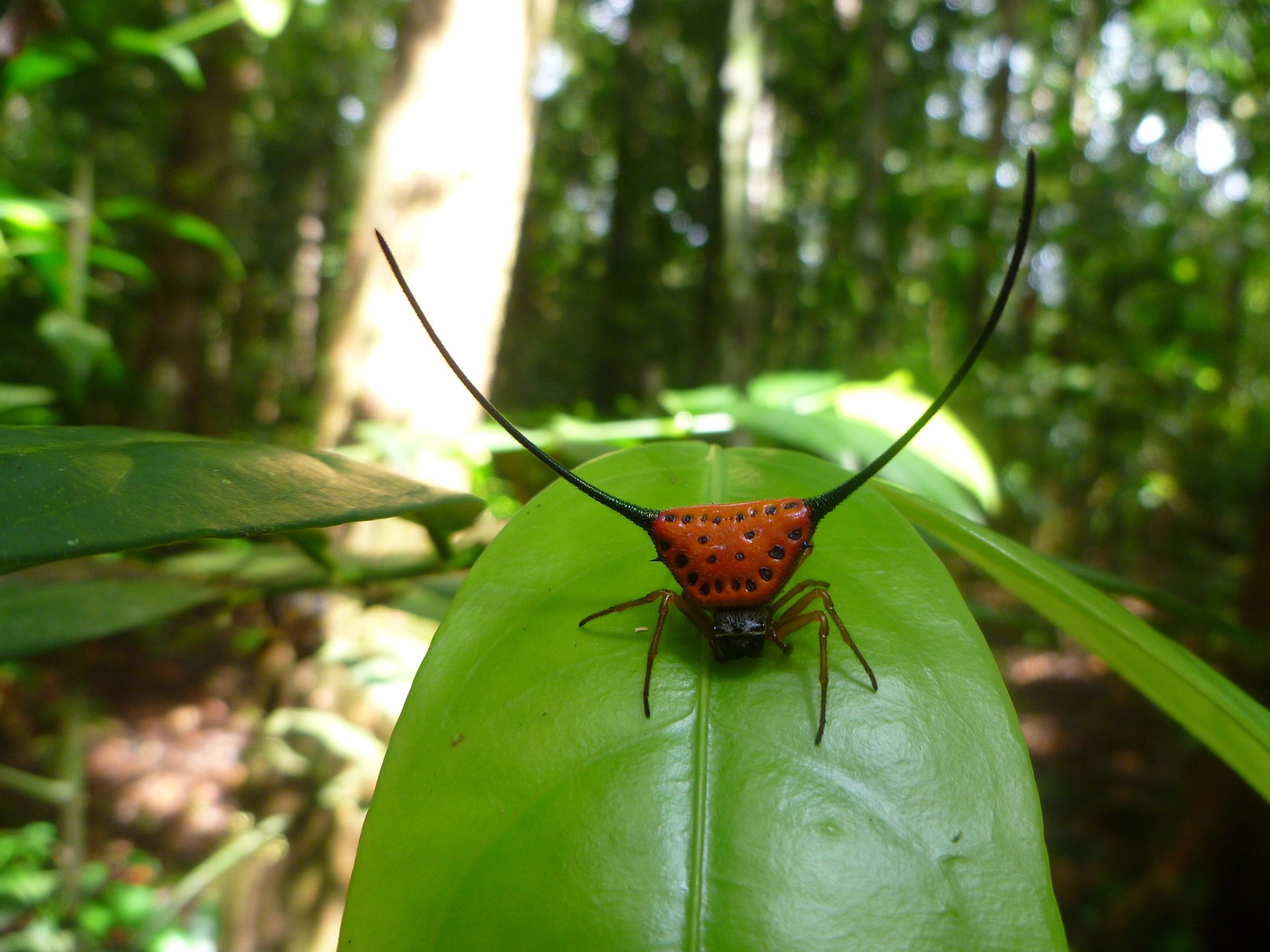 Download Animal Insect 4k Ultra HD Wallpaper | 4320x3240 | Wallpaper Abyss