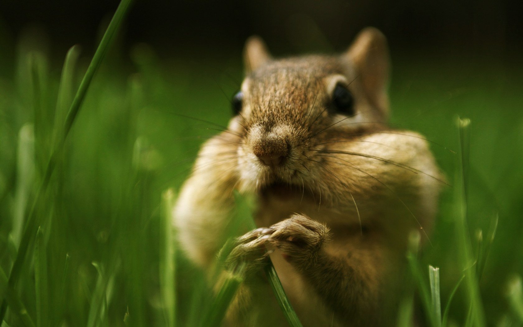 Download Animal Chipmunk Wallpaper | 1680x1050 | Wallpaper Abyss