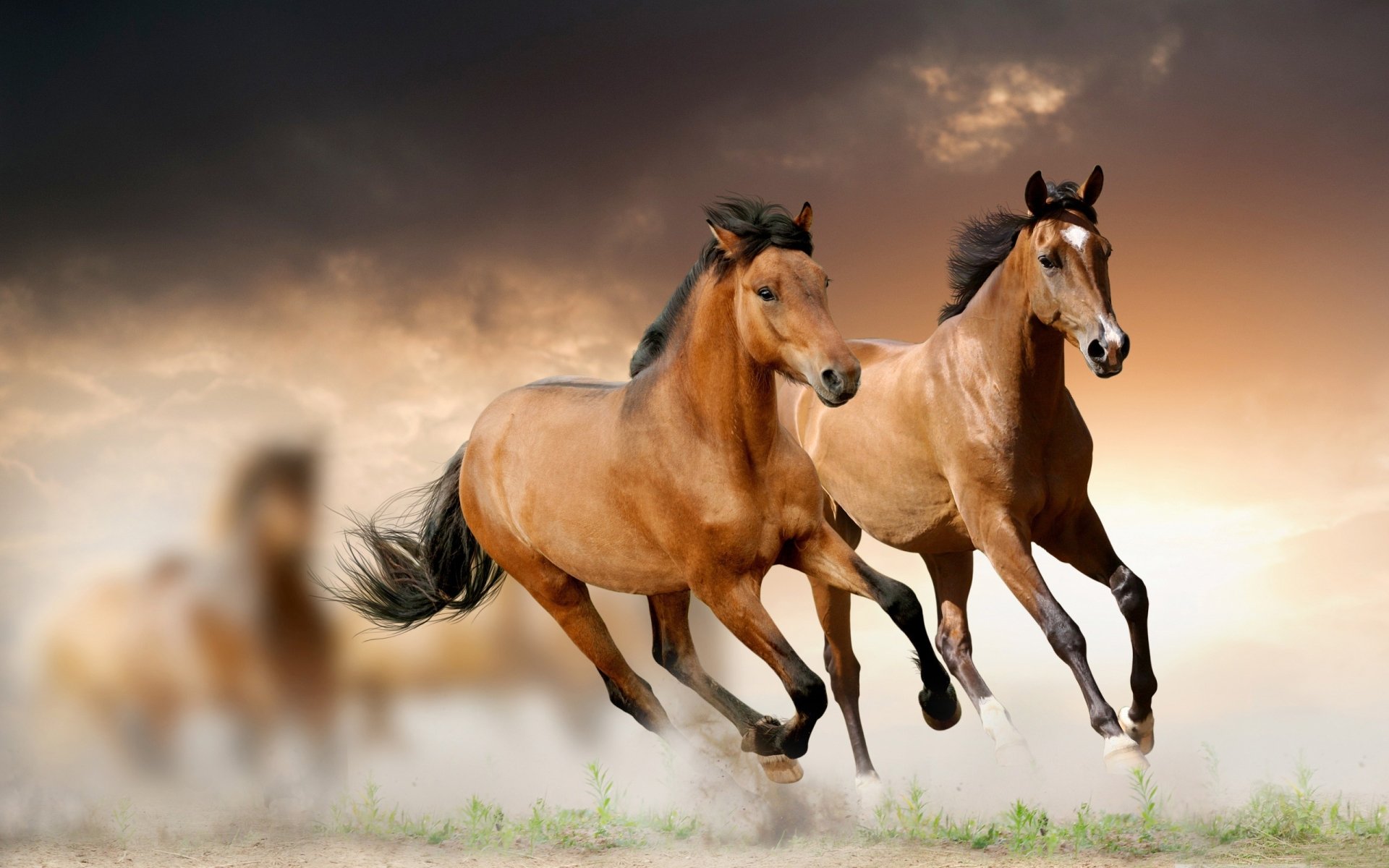 Galloping Bay And Chestnut Horses