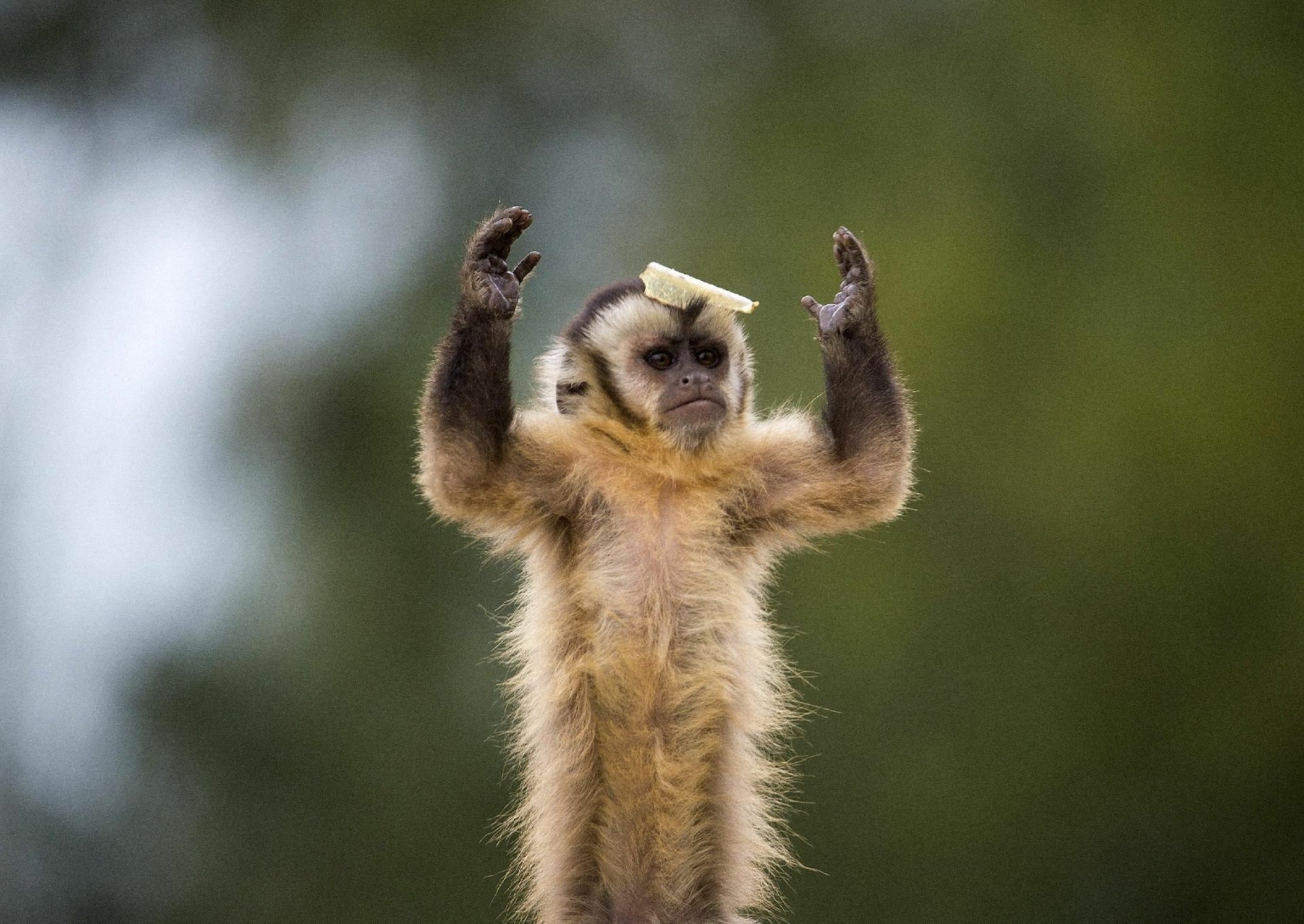 Macaco Full HD Papel de Parede and Planos de Fundo | 2153x1526 | ID:638258