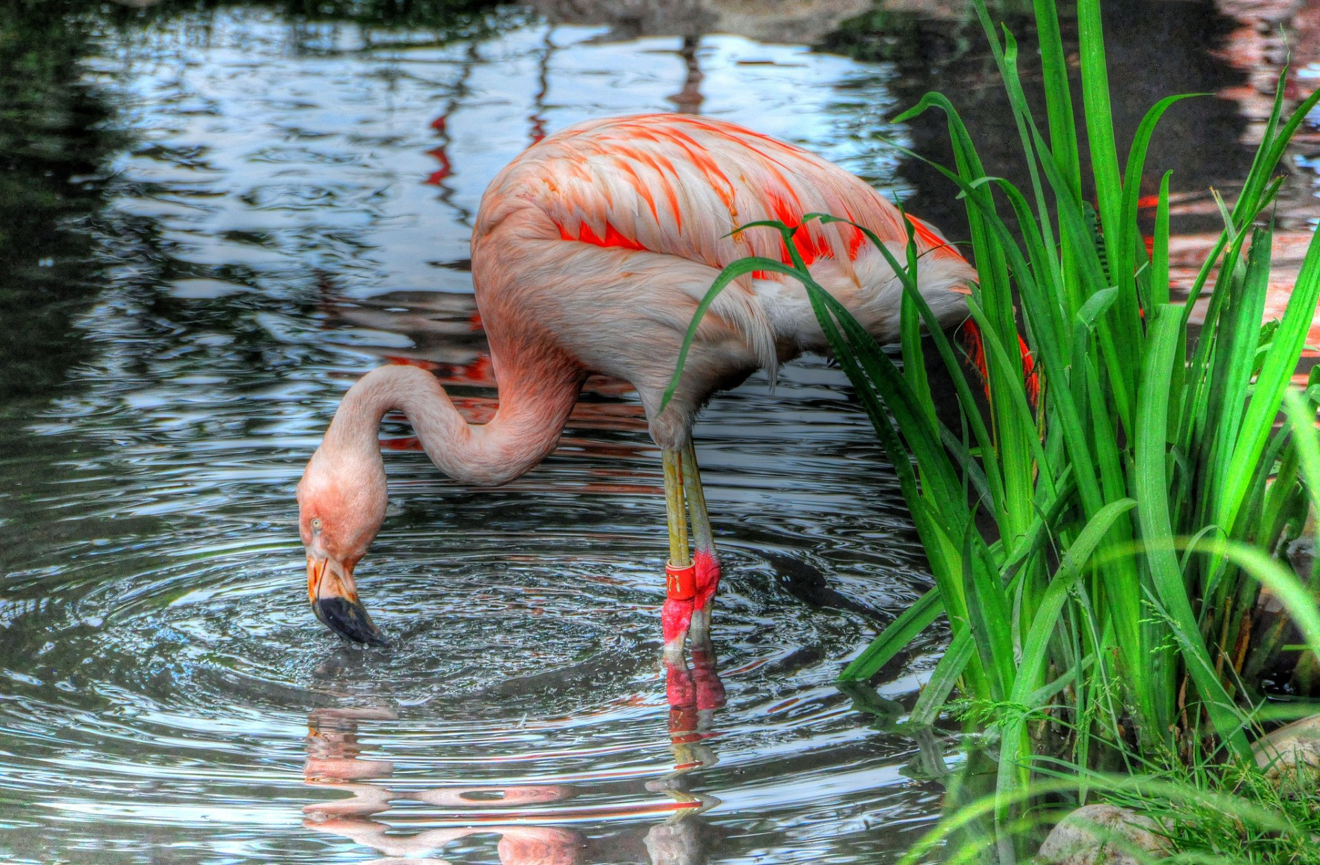 HD Flamingo Elegance: Graceful Moments in Nature's Reflection