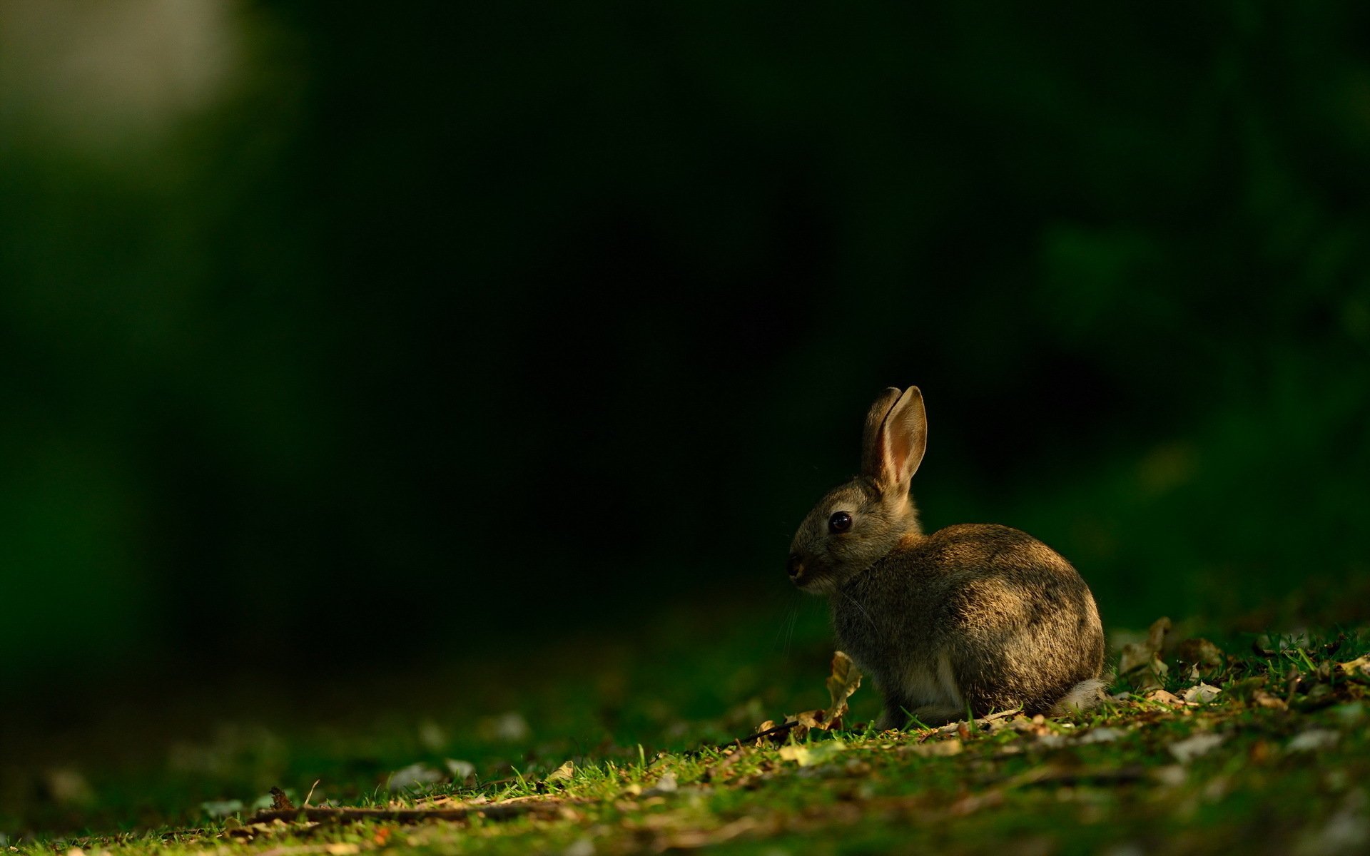 Rabbit Animal Hd Wallpaper