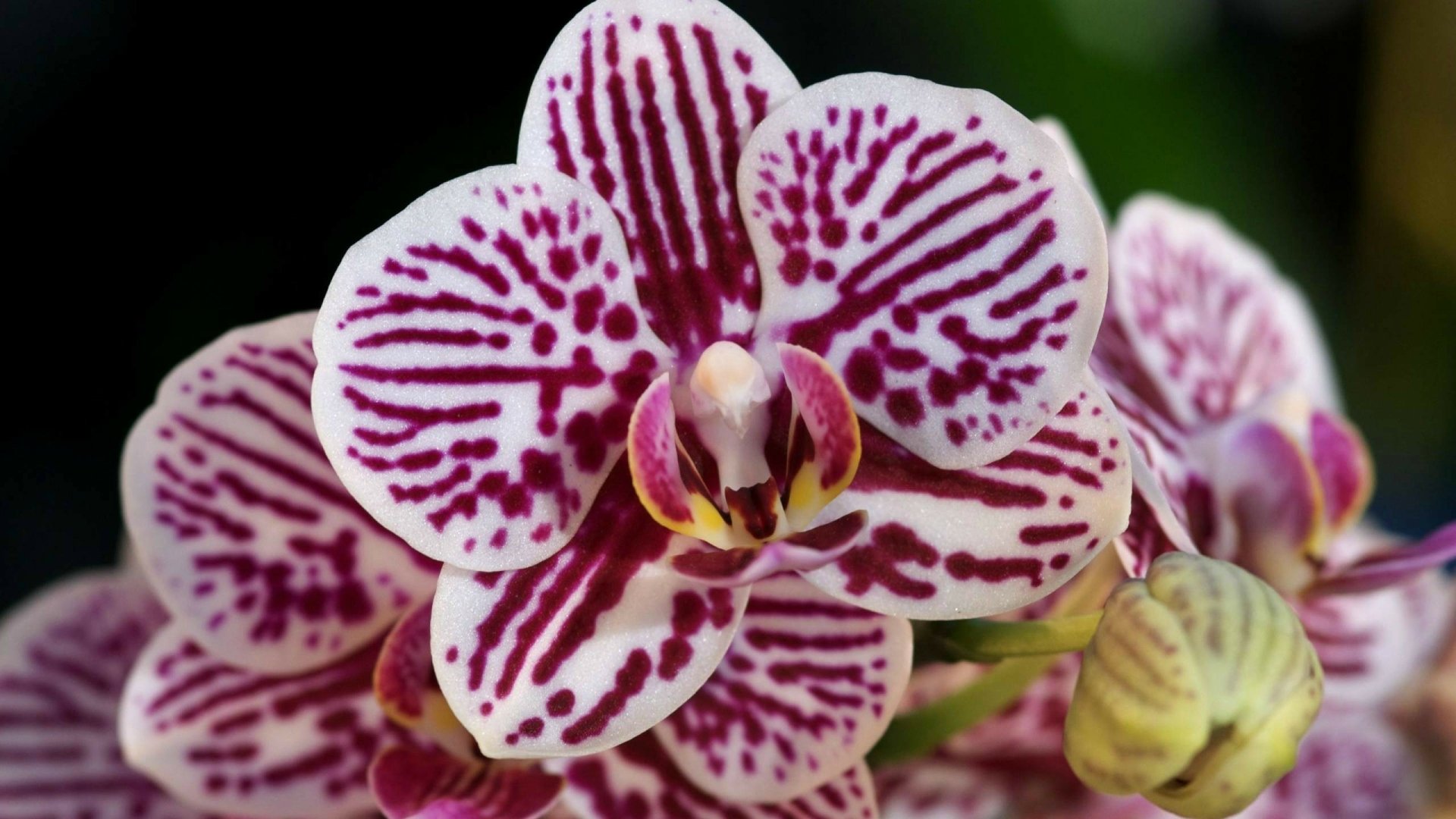Download Nature Orchid HD Wallpaper | 2560x1440 | Wallpaper Abyss