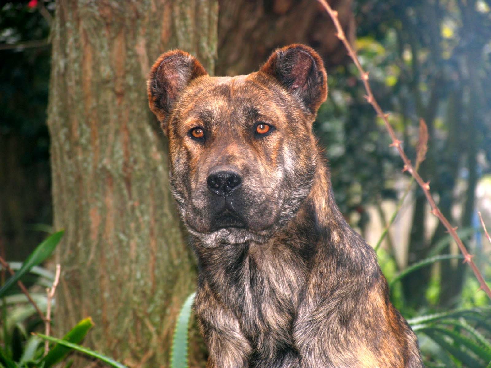 Cimarron Dog