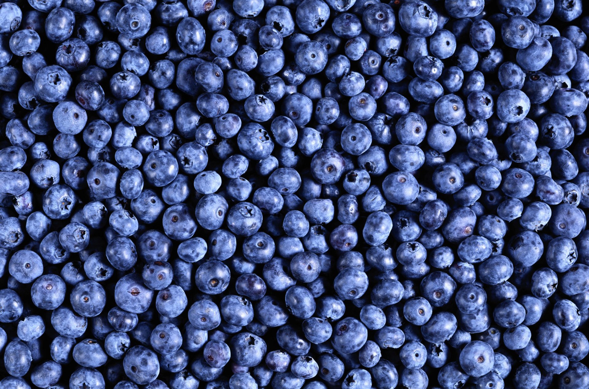 Download Food Blueberry HD Wallpaper | 2311x1526 | Wallpaper Abyss
