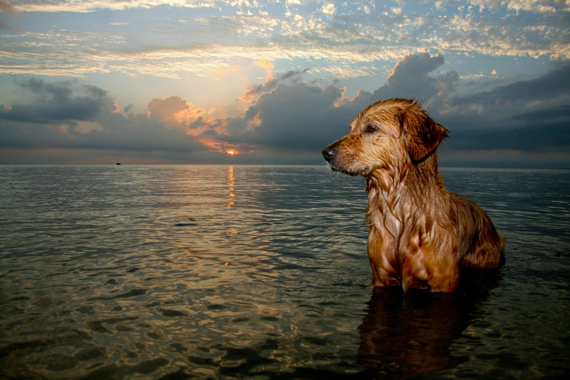 Golden Retriever Sunset: HD Dog Wallpaper by the Sea