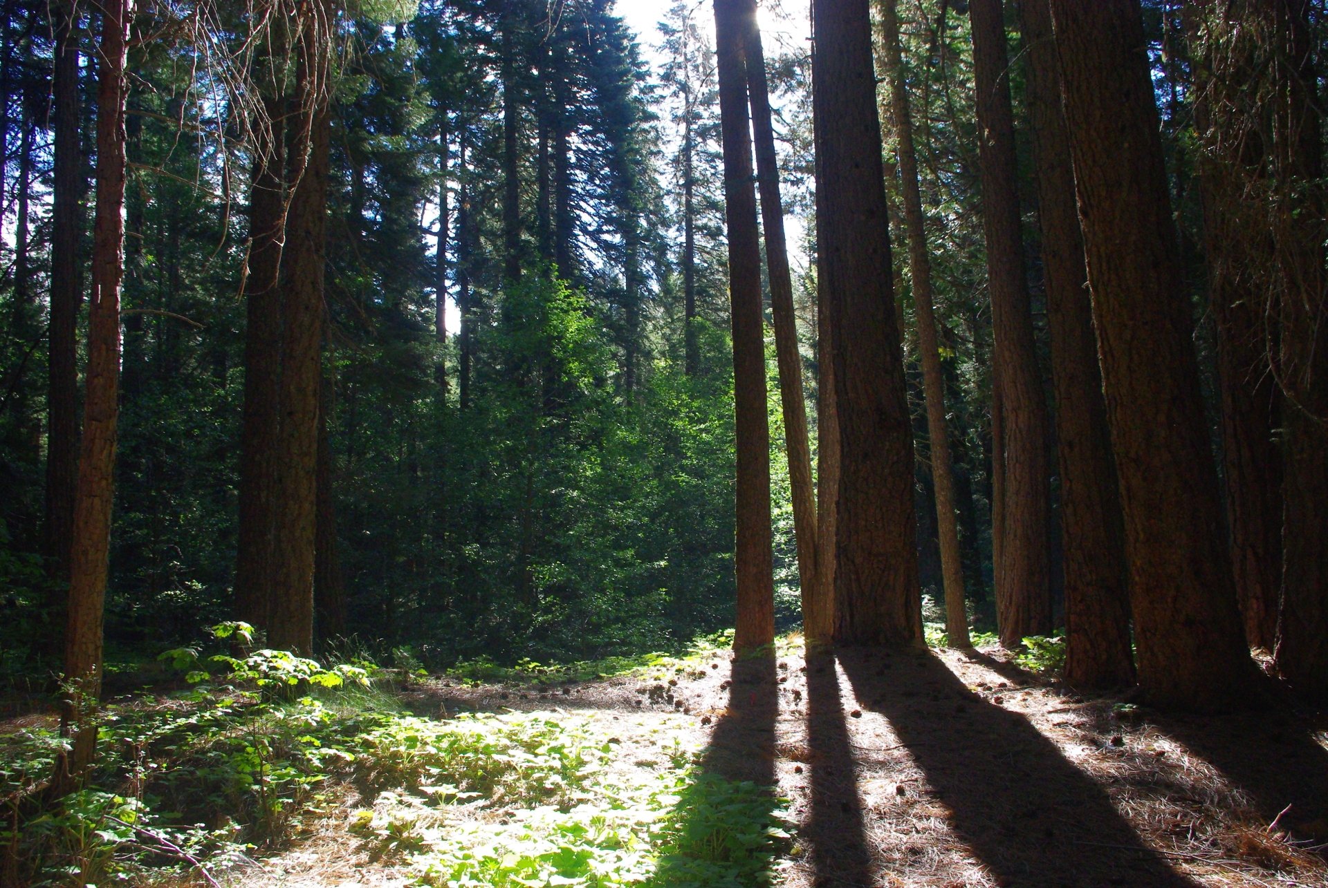 Download Nature Forest 4k Ultra HD Wallpaper | 3872x2592 | Wallpaper Abyss