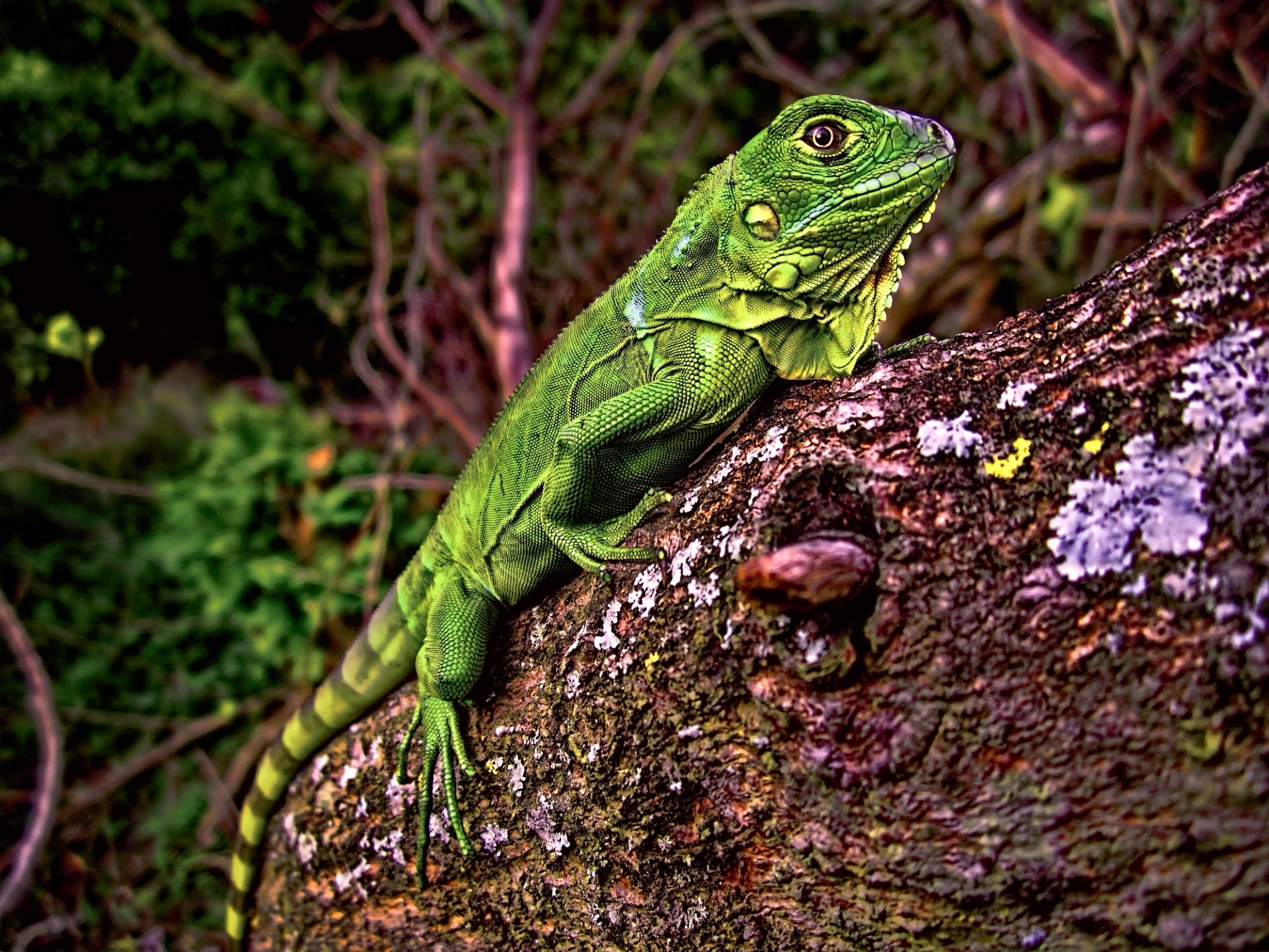 Download Animal Iguana HD Wallpaper | 2000x1500 | Wallpaper Abyss