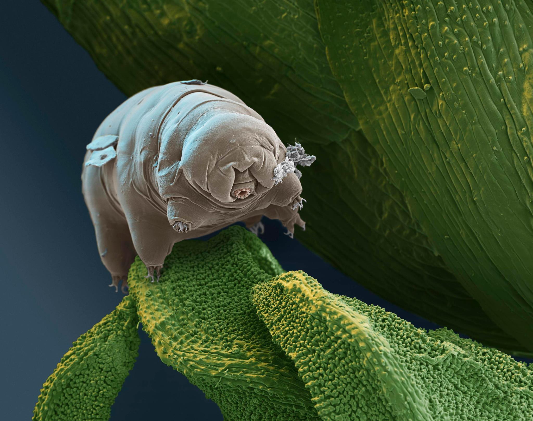 Download Animal Tardigrade HD Wallpaper