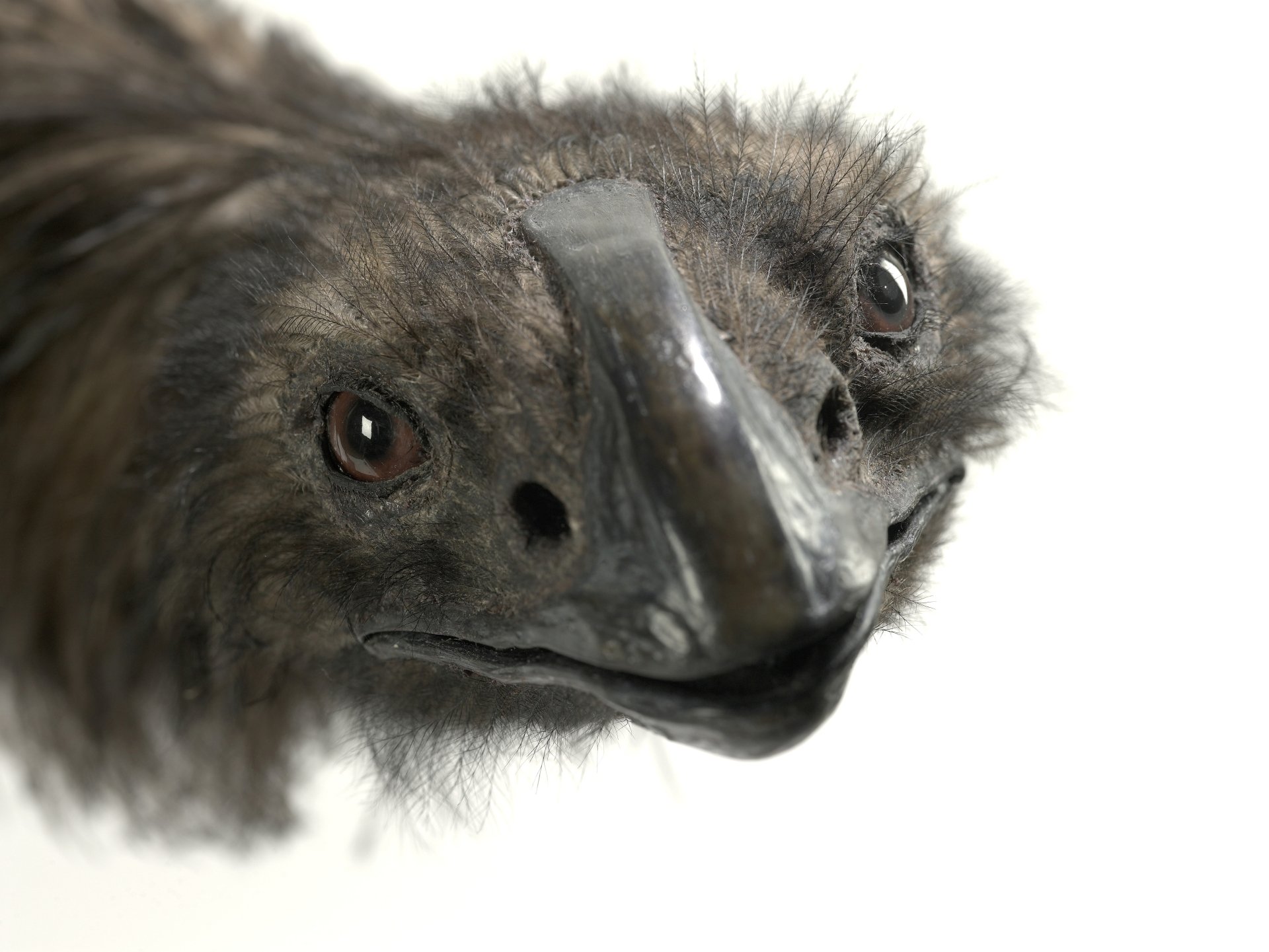 Download Animal Broad-billed Moa 4k Ultra HD Wallpaper