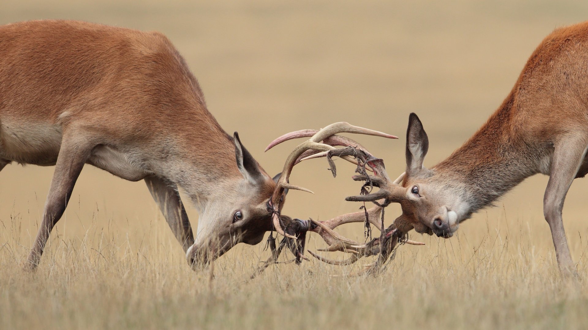 Epic Deer Clash: HD Wildlife Wallpaper by Hammerchewer