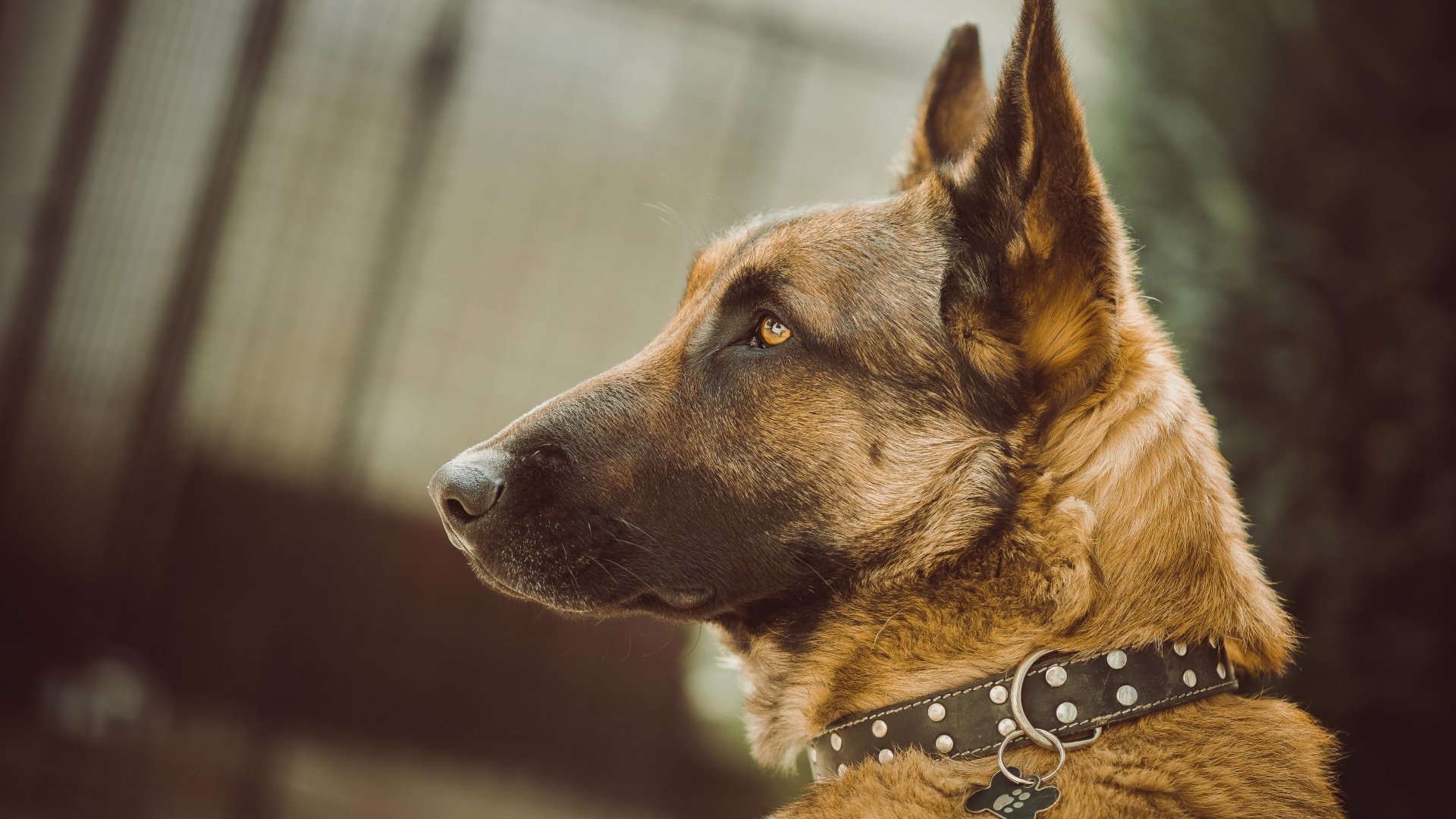 Stunning 4K Ultra HD Wallpaper of a Majestic German Shepherd by Buzac ...