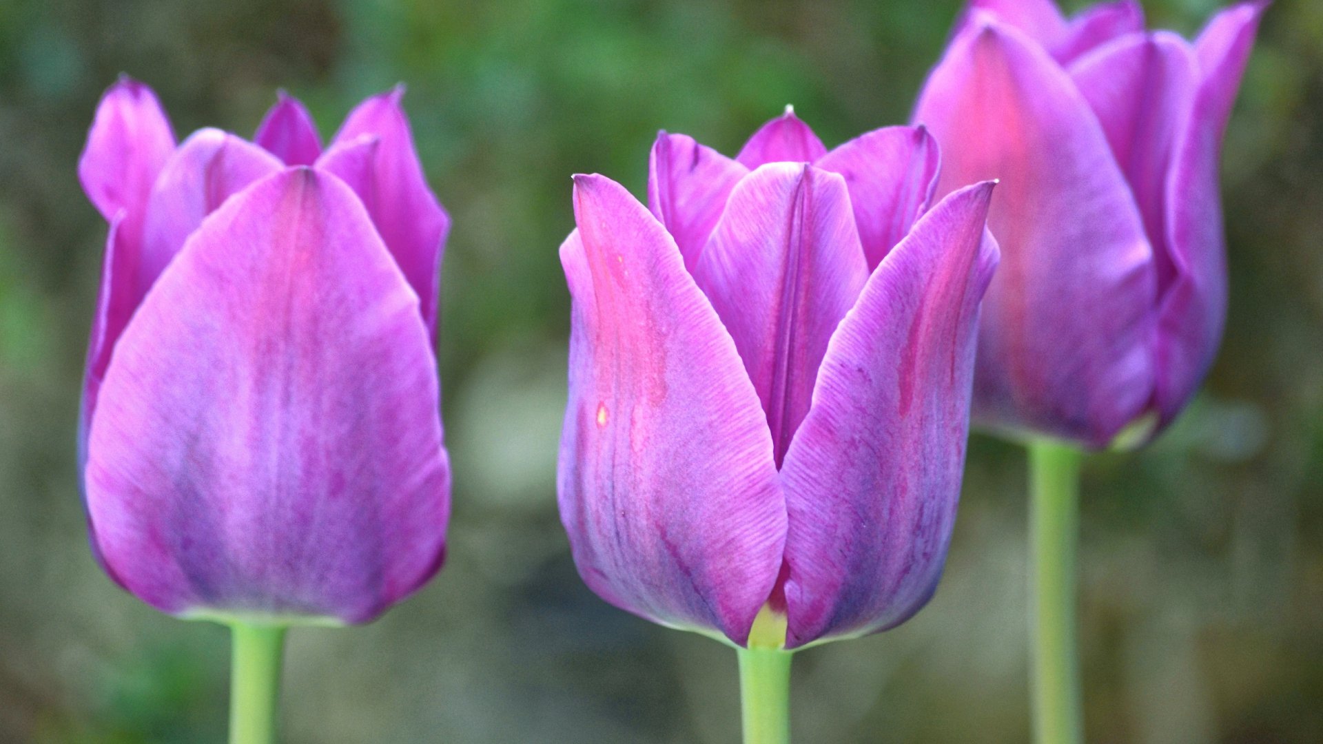 Download Close-up Nature Tulip HD Wallpaper