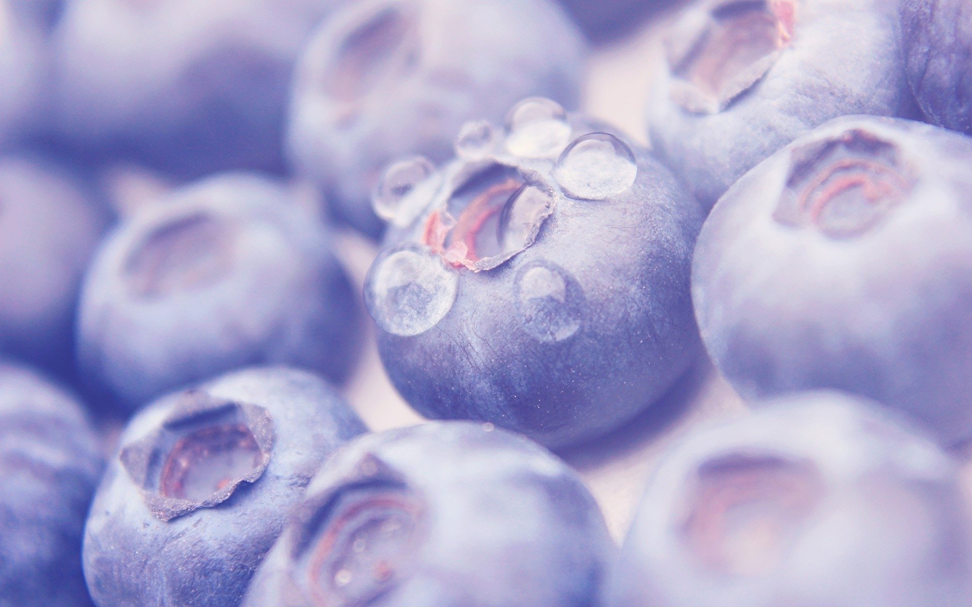 Download Food Blueberry HD Wallpaper