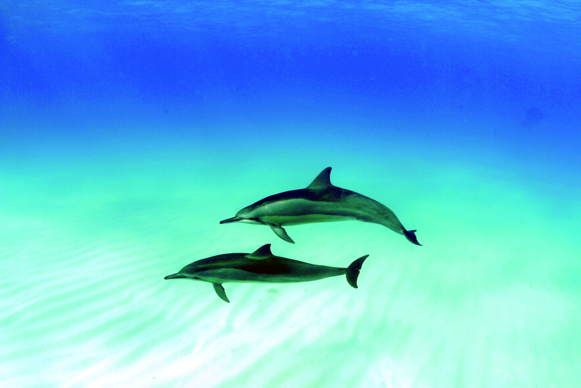 Spinner Dolphin Duo — 2K Quad HD Animal Wallpaper | 3300x2201 ...