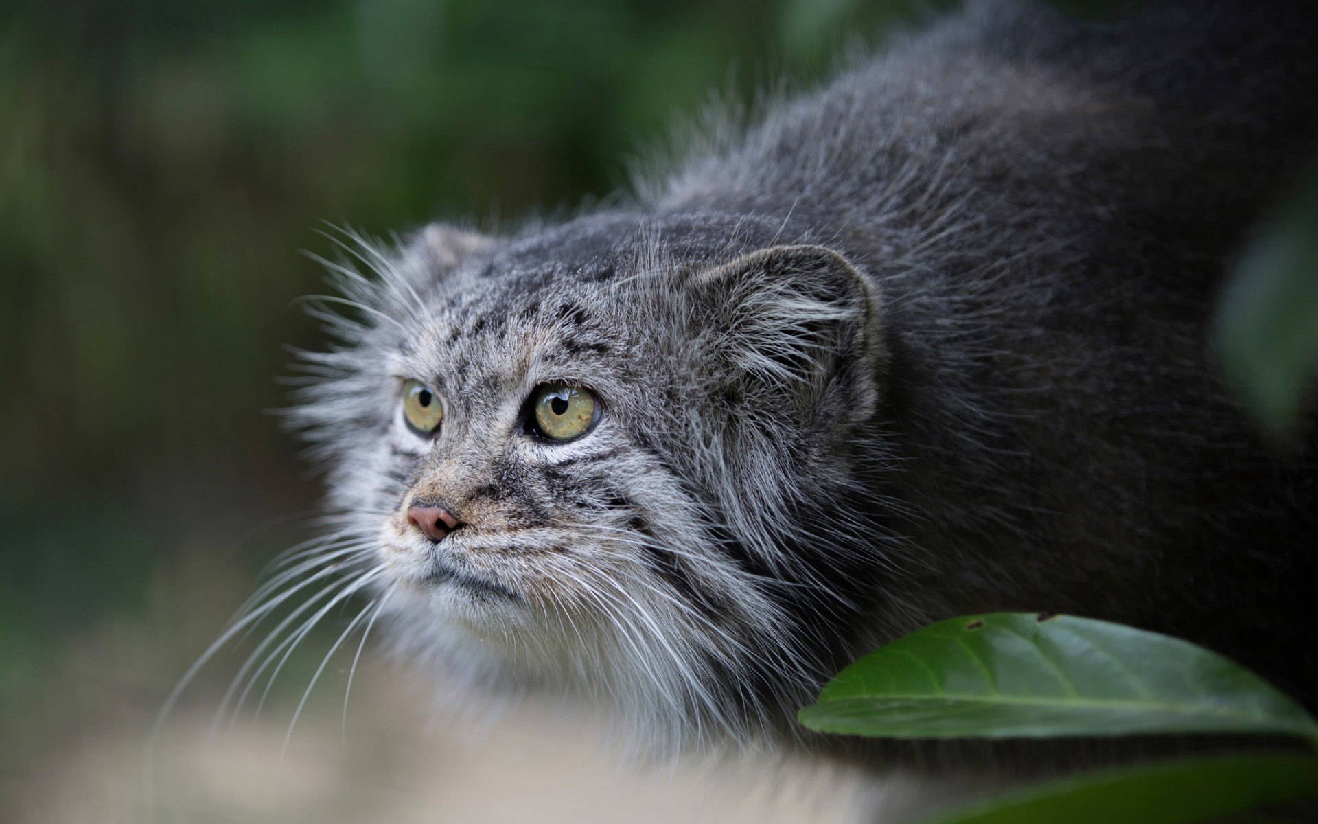 Pallas's Cat HD Wallpaper