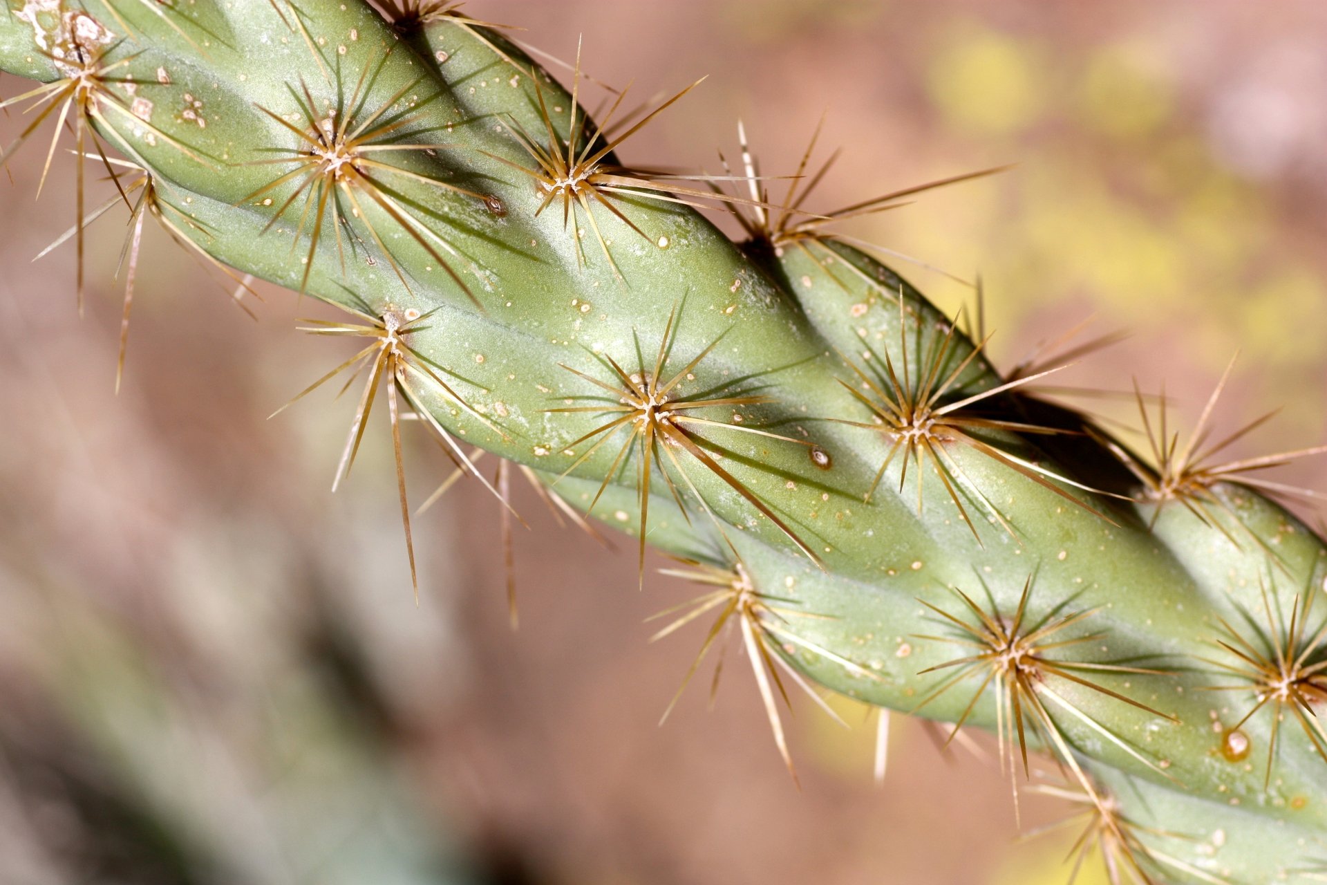 [50+] Cactus 4k Wallpapers