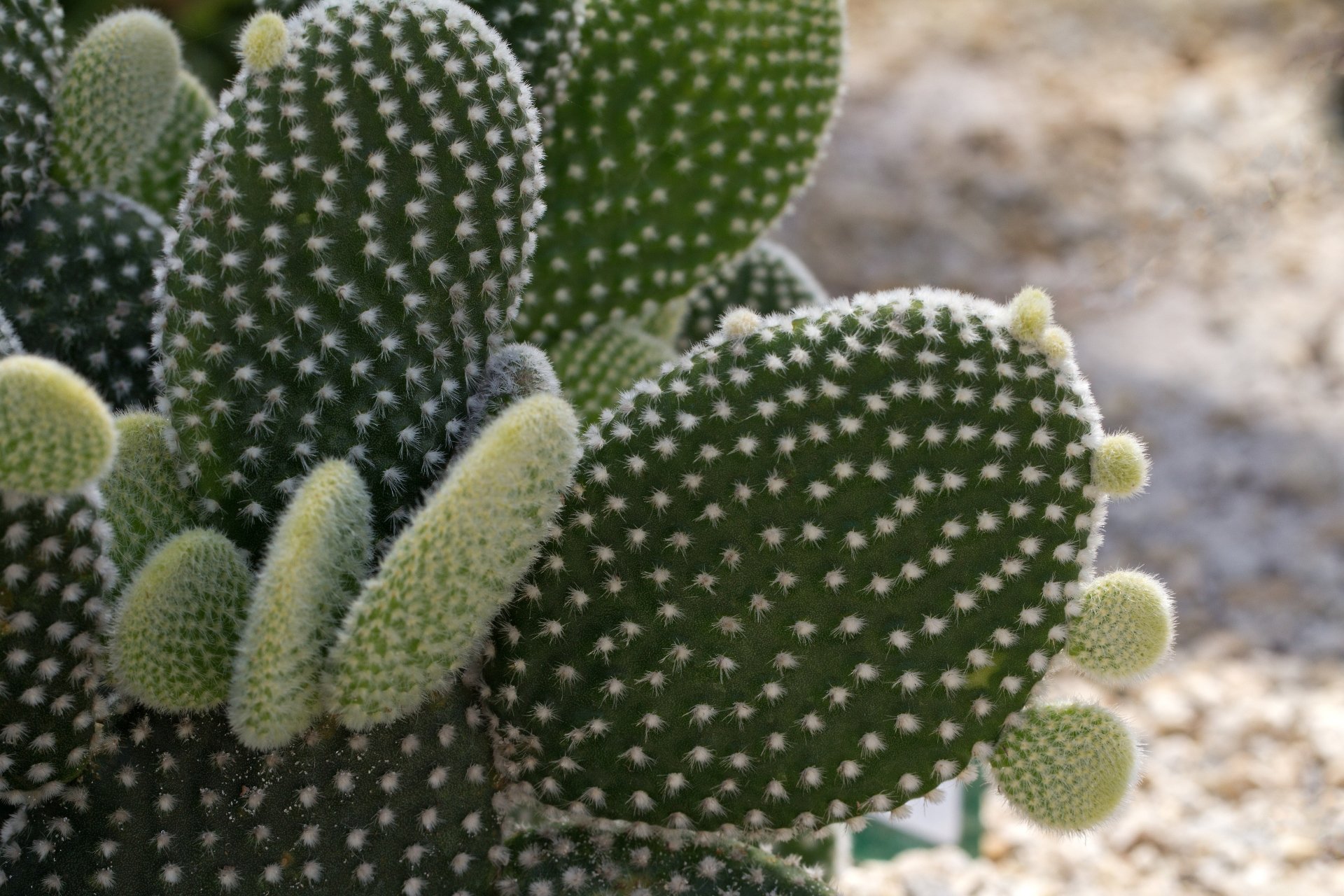 Download Nature Cactus 4k Ultra HD Wallpaper