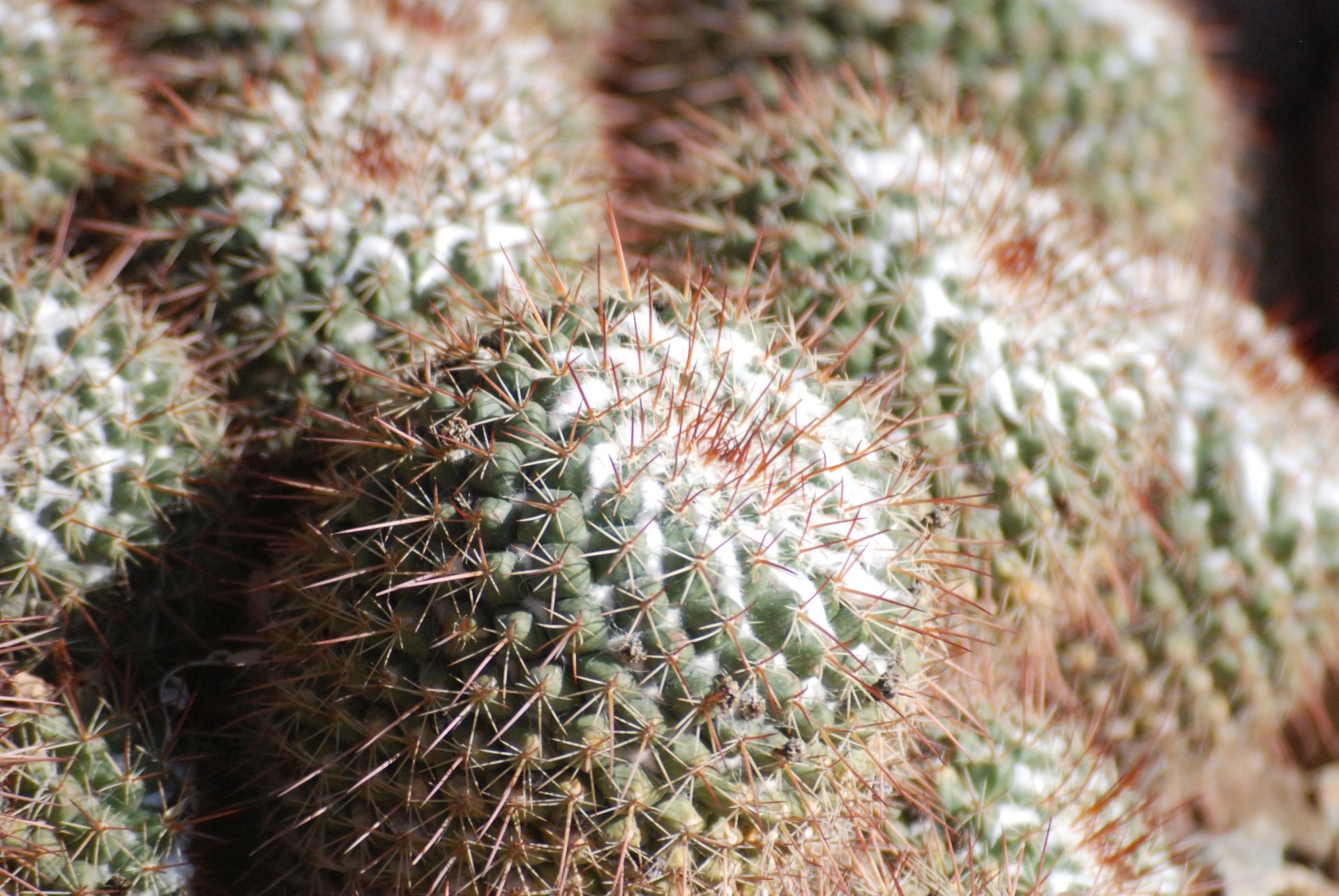 Download Nature Cactus 4k Ultra HD Wallpaper