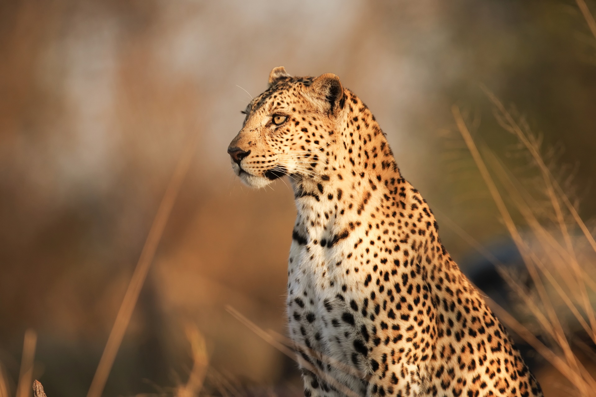 Download Animal Leopard HD Wallpaper