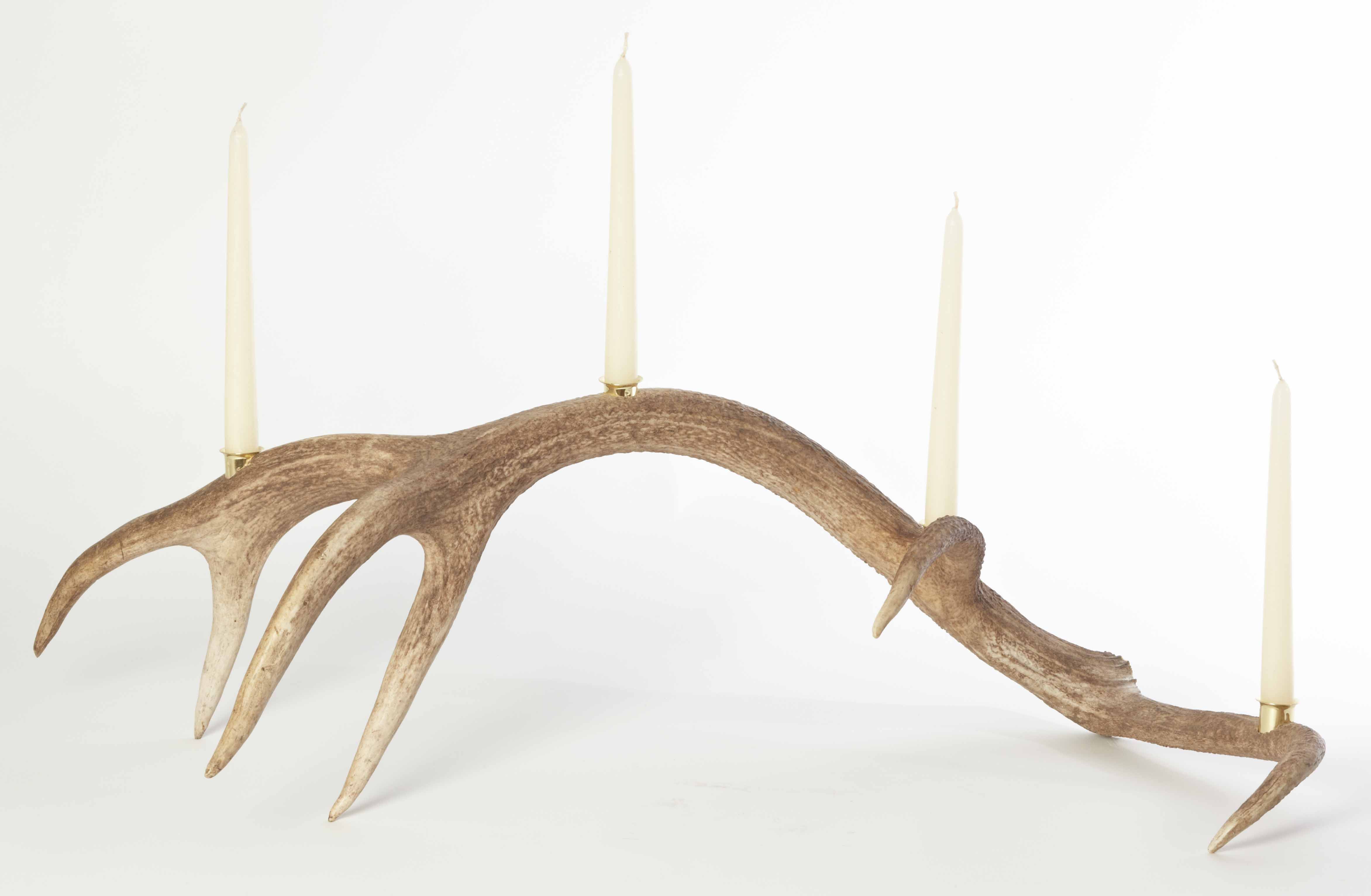 Antler 4k Ultra HD Wallpaper