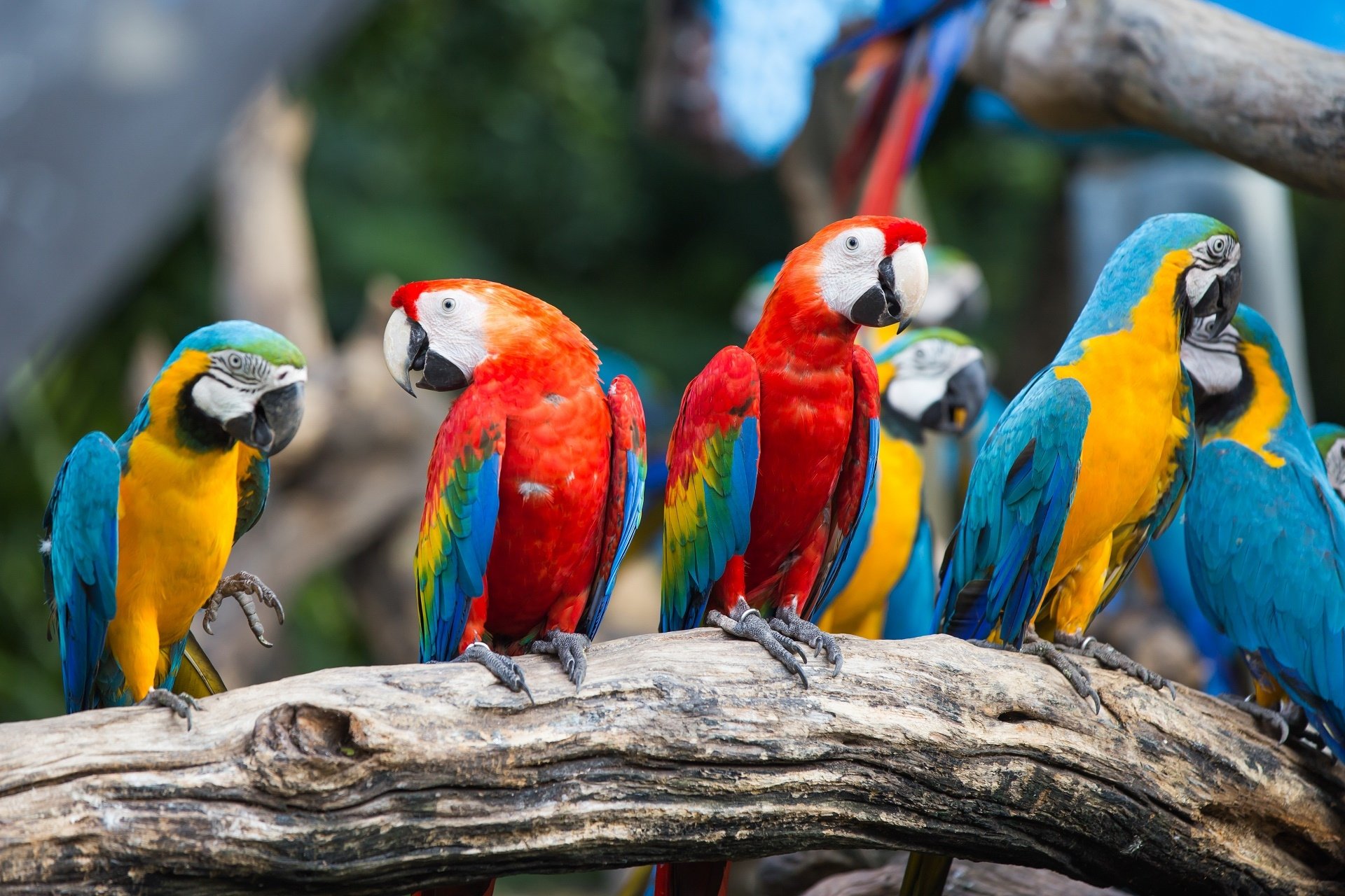 Vibrant Macaws: Stunning Scarlet & Blue-and-Yellow Parrot HD Wallpaper
