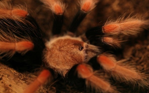 Tarantula HD Wallpaper | Background Image | 2880x1800 | ID:407211 ...