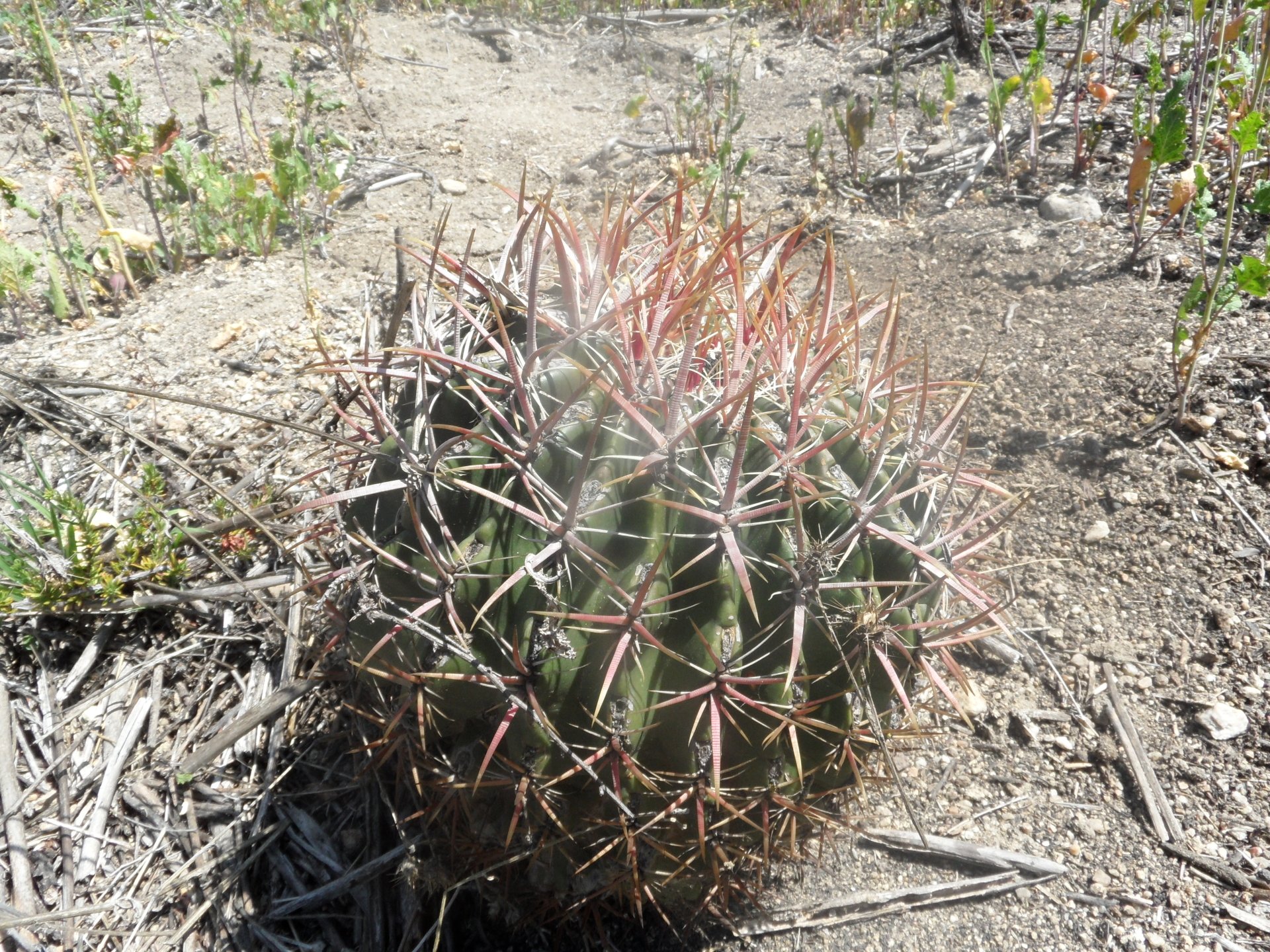 Download Nature Cactus 4k Ultra HD Wallpaper | 4000x3000 | Wallpaper Abyss