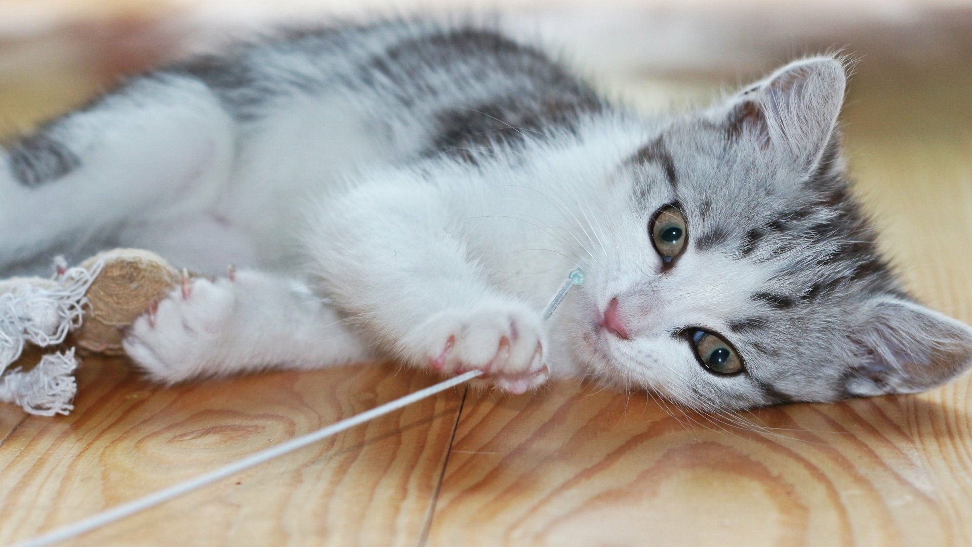 Adorable Kitten Playtime - 4K Ultra HD Wallpaper by Holger Langmaier