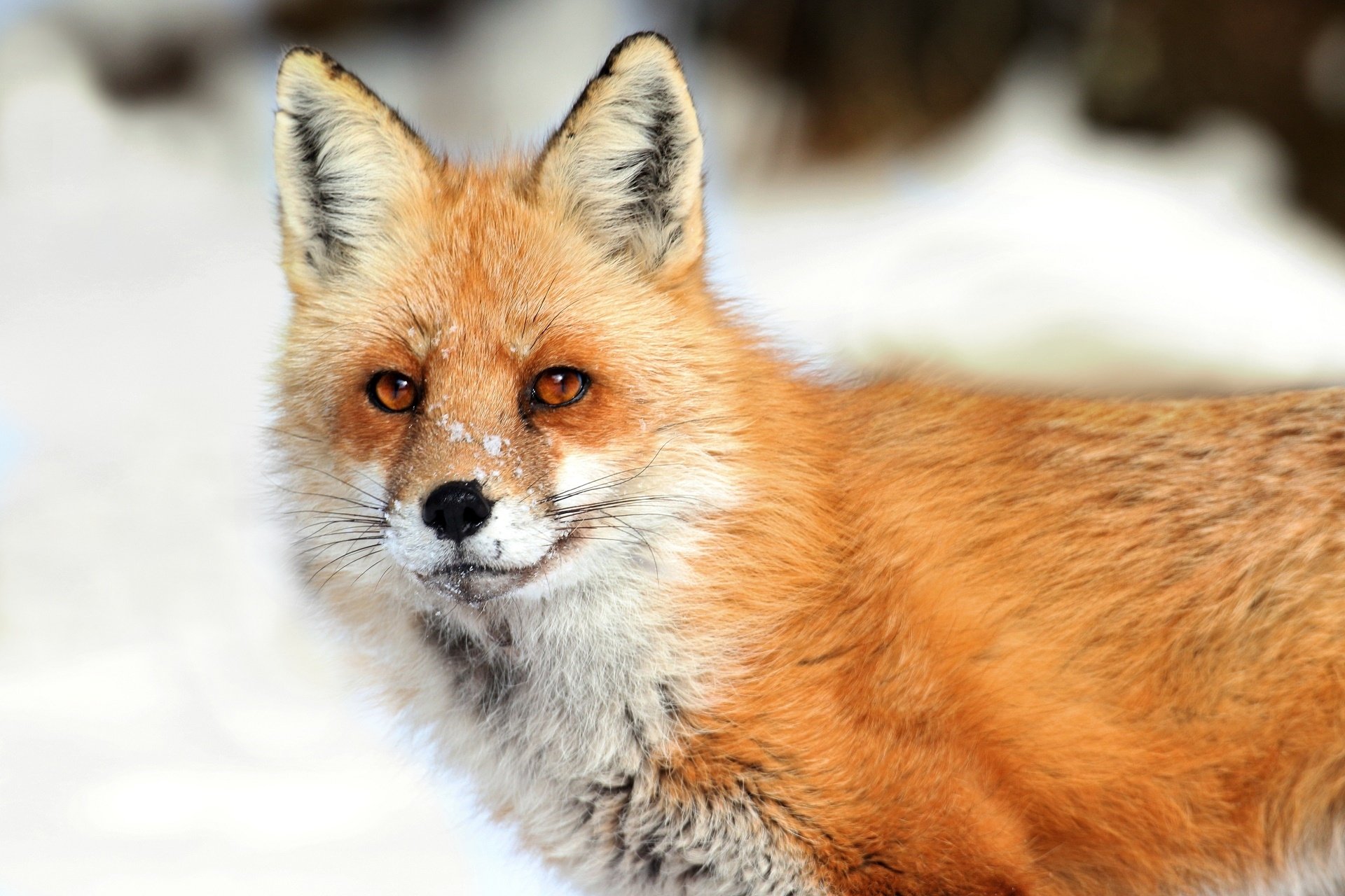 Download Animal Fox HD Wallpaper
