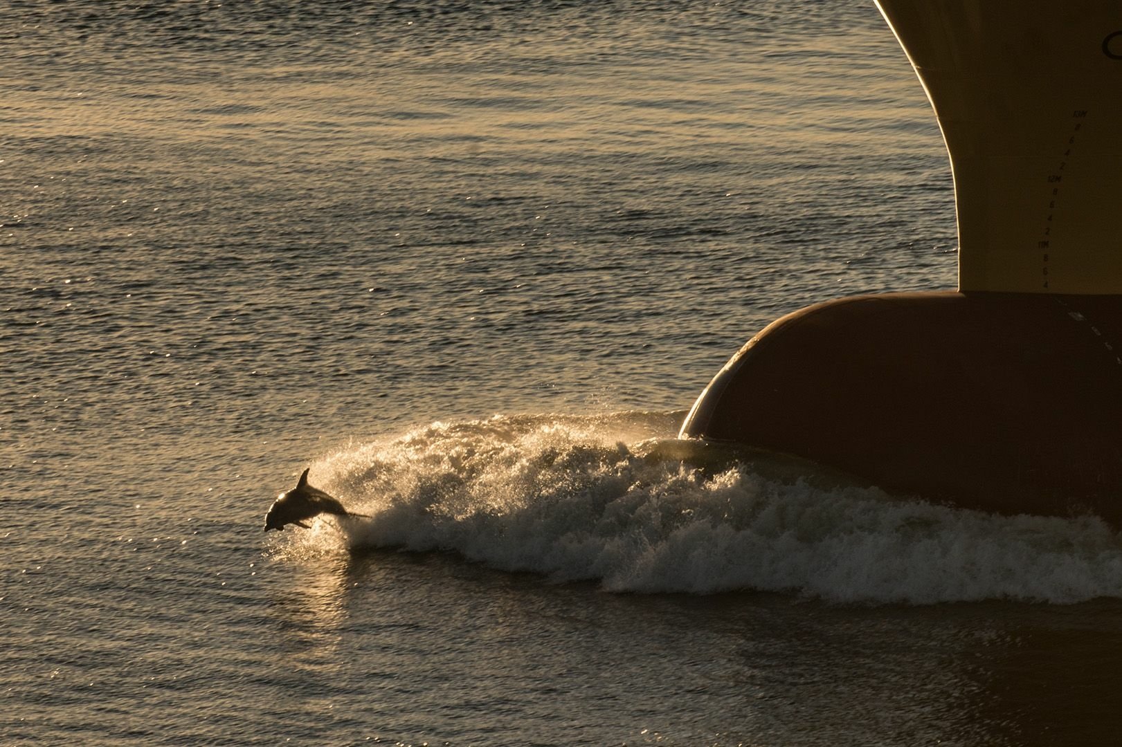 Download Wave Water Sea Ship Animal Dolphin Wallpaper | 1621x1080 ...