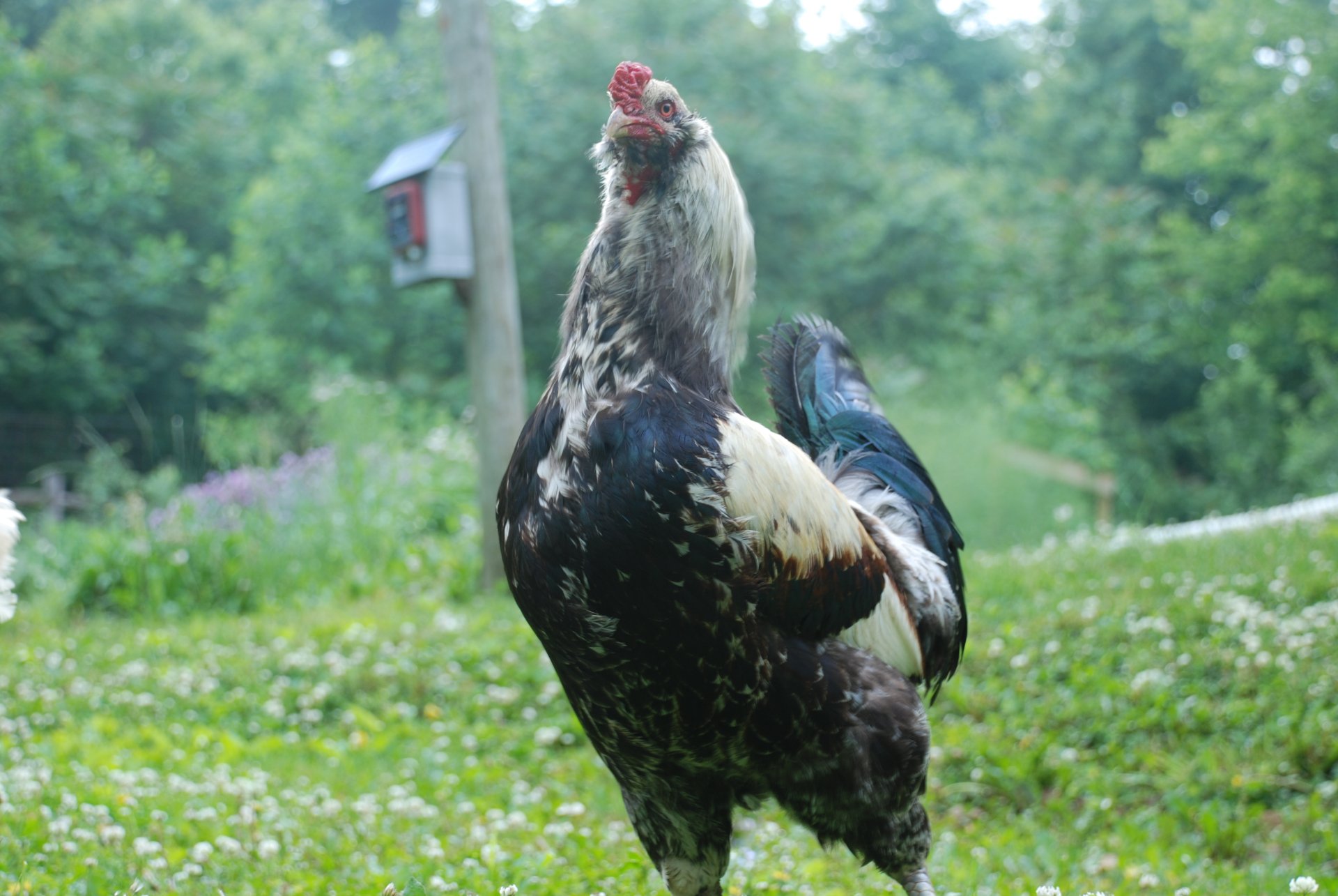 Download Chicken Animal Rooster 4k Ultra HD Wallpaper