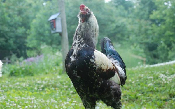 [10+] Rooster 4k Wallpapers