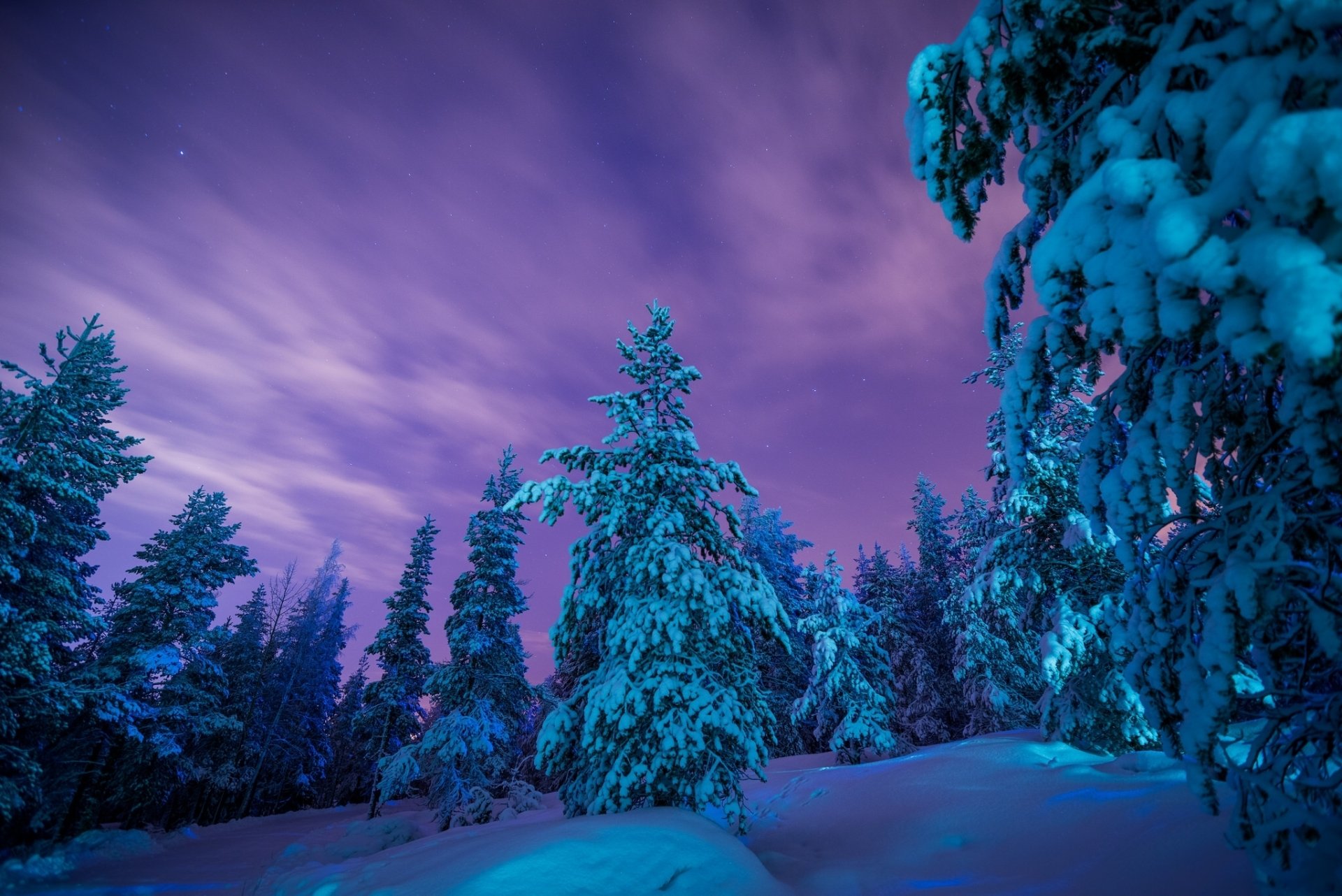 Winter Dusk in a Snow-Covered Blue Forest – HD Nature Wallpaper
