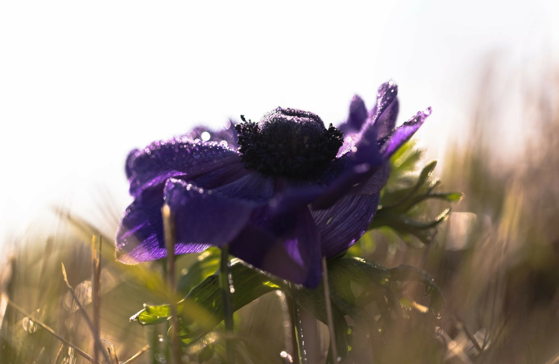 Download Purple Dew Nature Flower Anemone HD Wallpaper | 2048x1334 ...